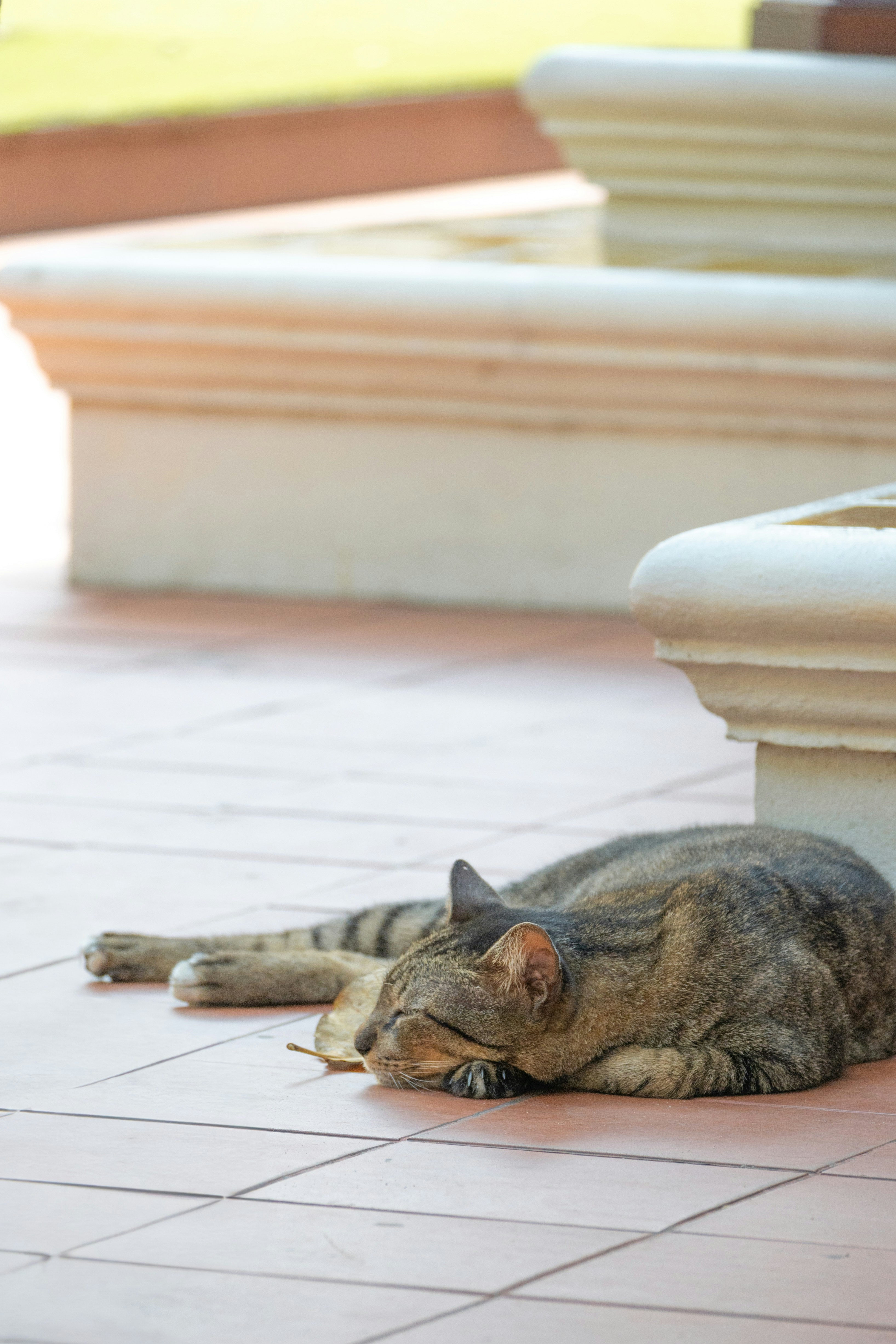Sunlit repose: a tabby cat naps on terracotta tiles beside carved stone benches