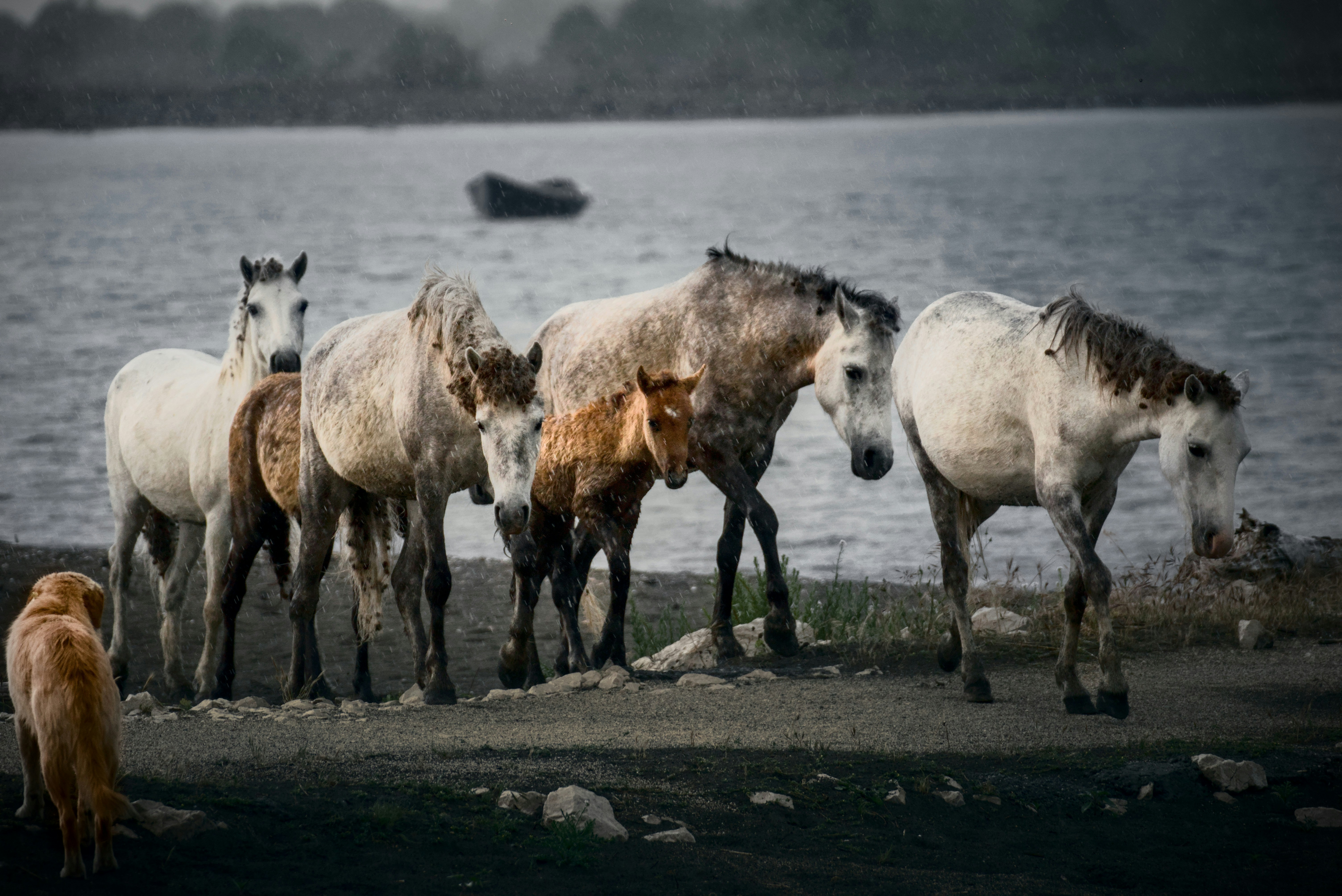 Herd by the Shore: Dawn Light on Weathered Equines