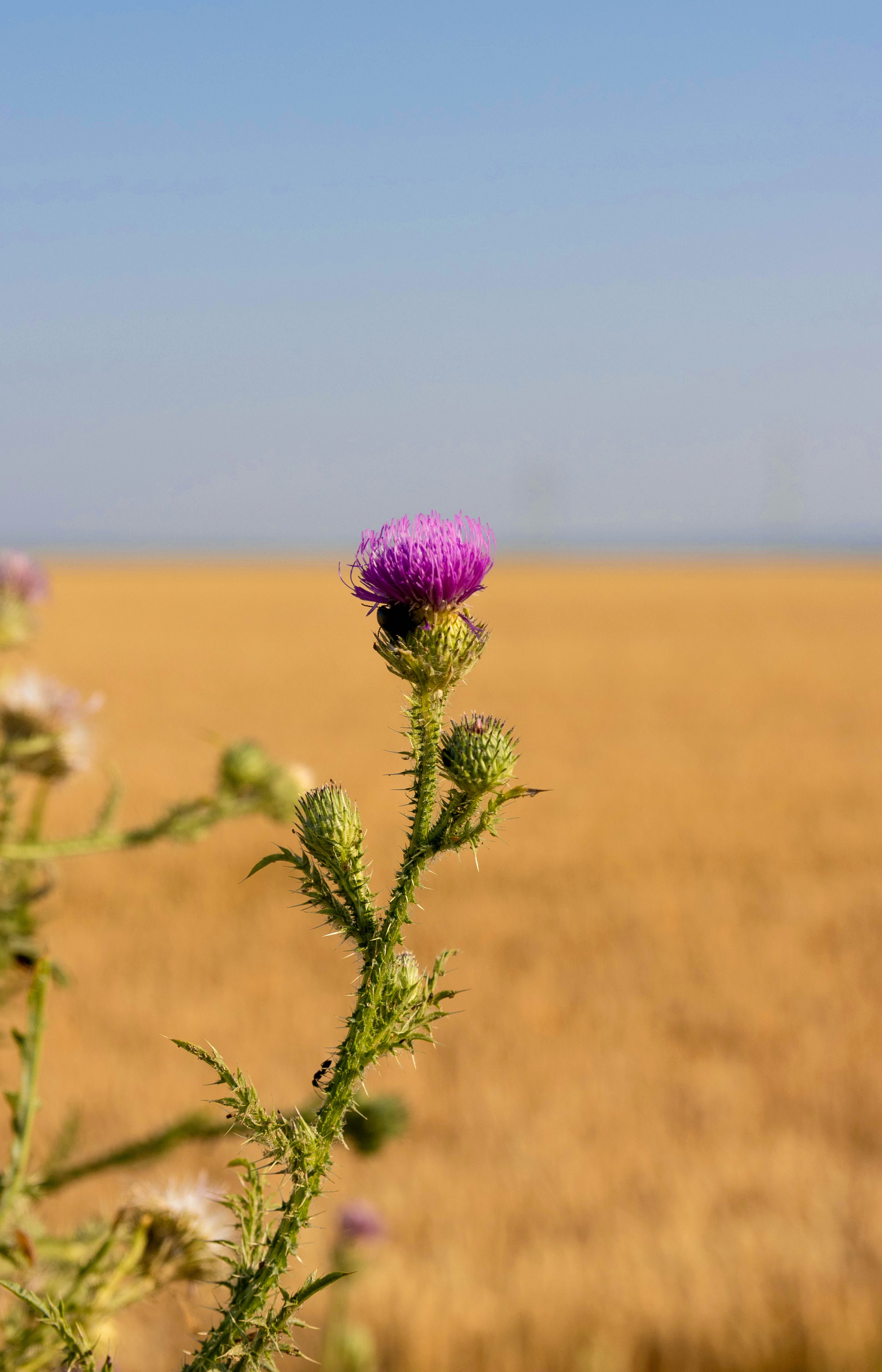 Magenta Crown in a Sea of Gold: A Wildflower Stand tall at Dusk