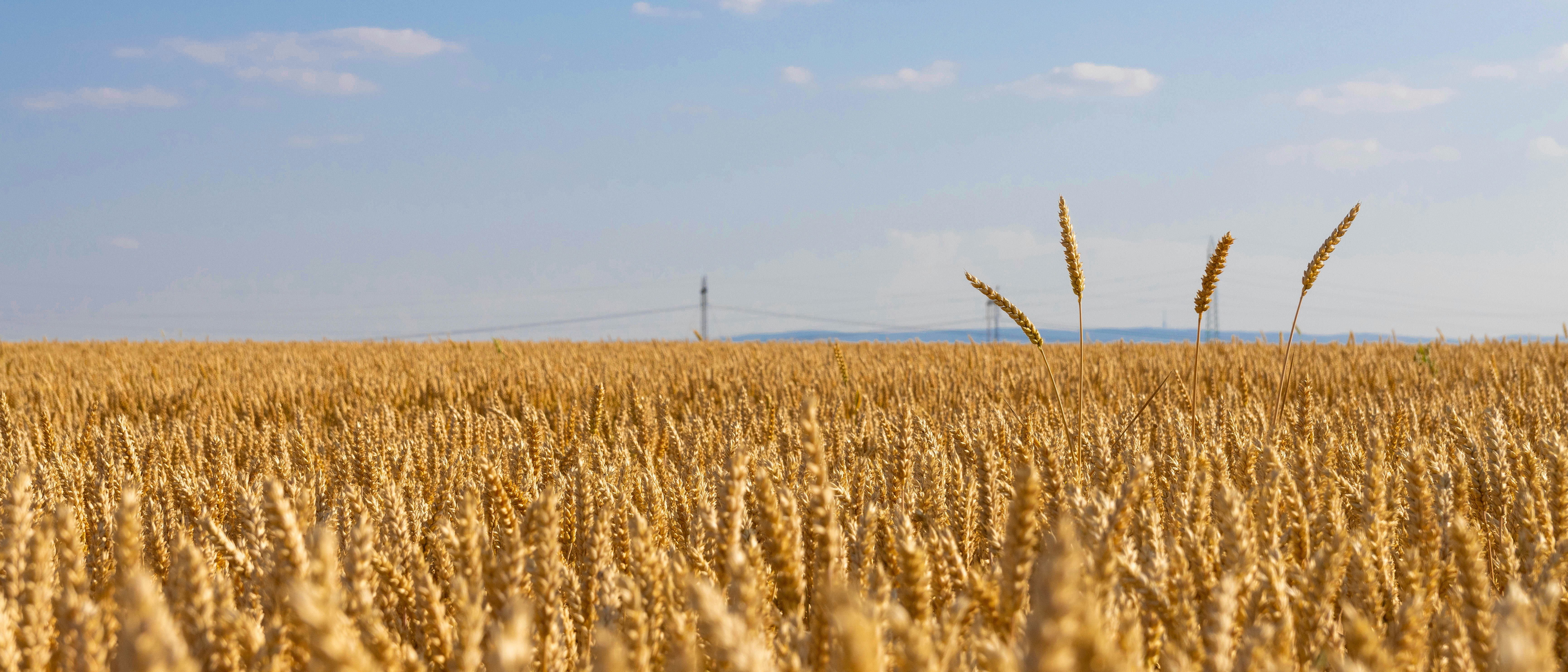 Golden Horizon: A Quiet Field Under a Wide Sky