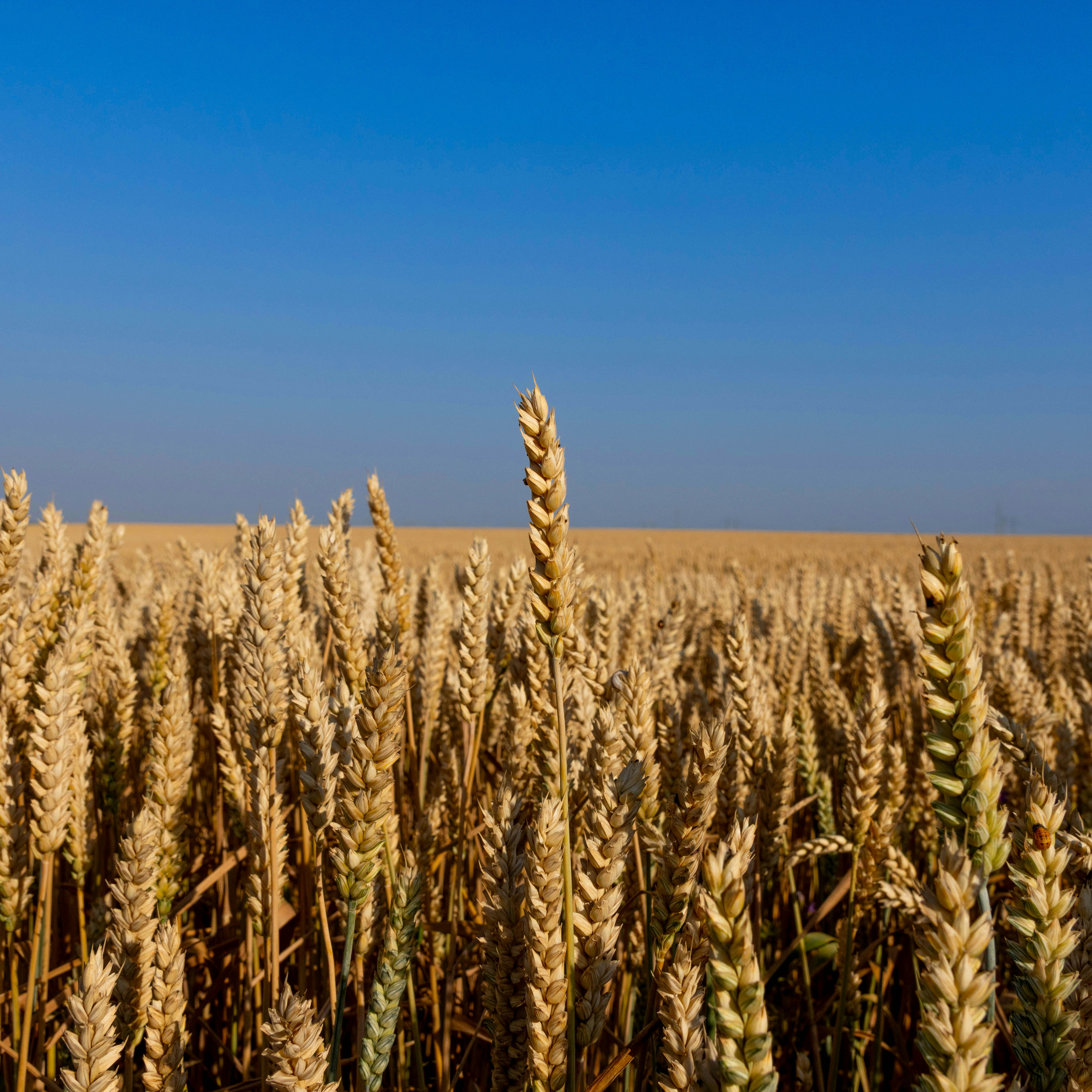 Minimalist square wheat field background under a clear blue sky