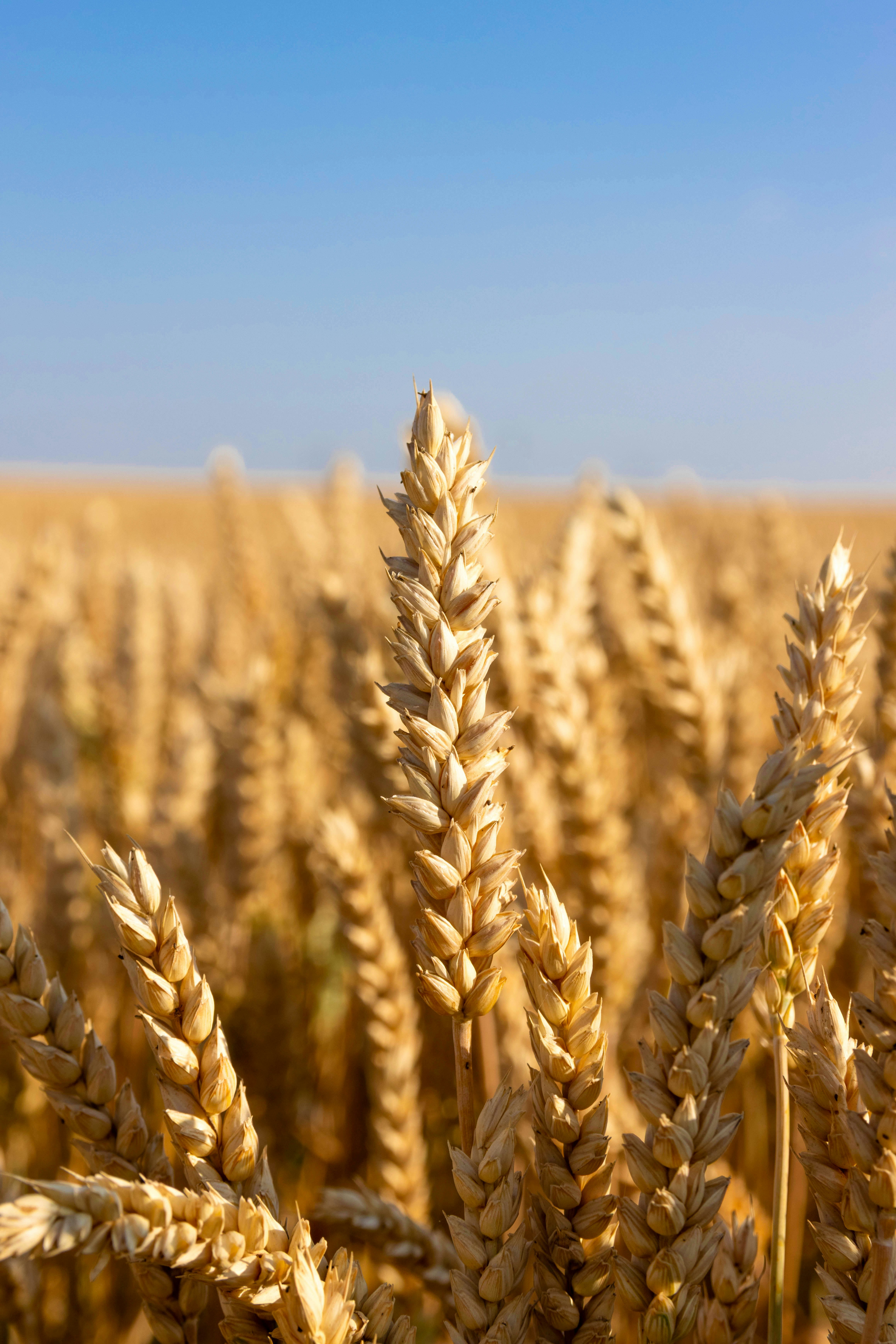 Golden Wheat Portrait: A Closer Look at the Leading Ears in Bright Summer Light