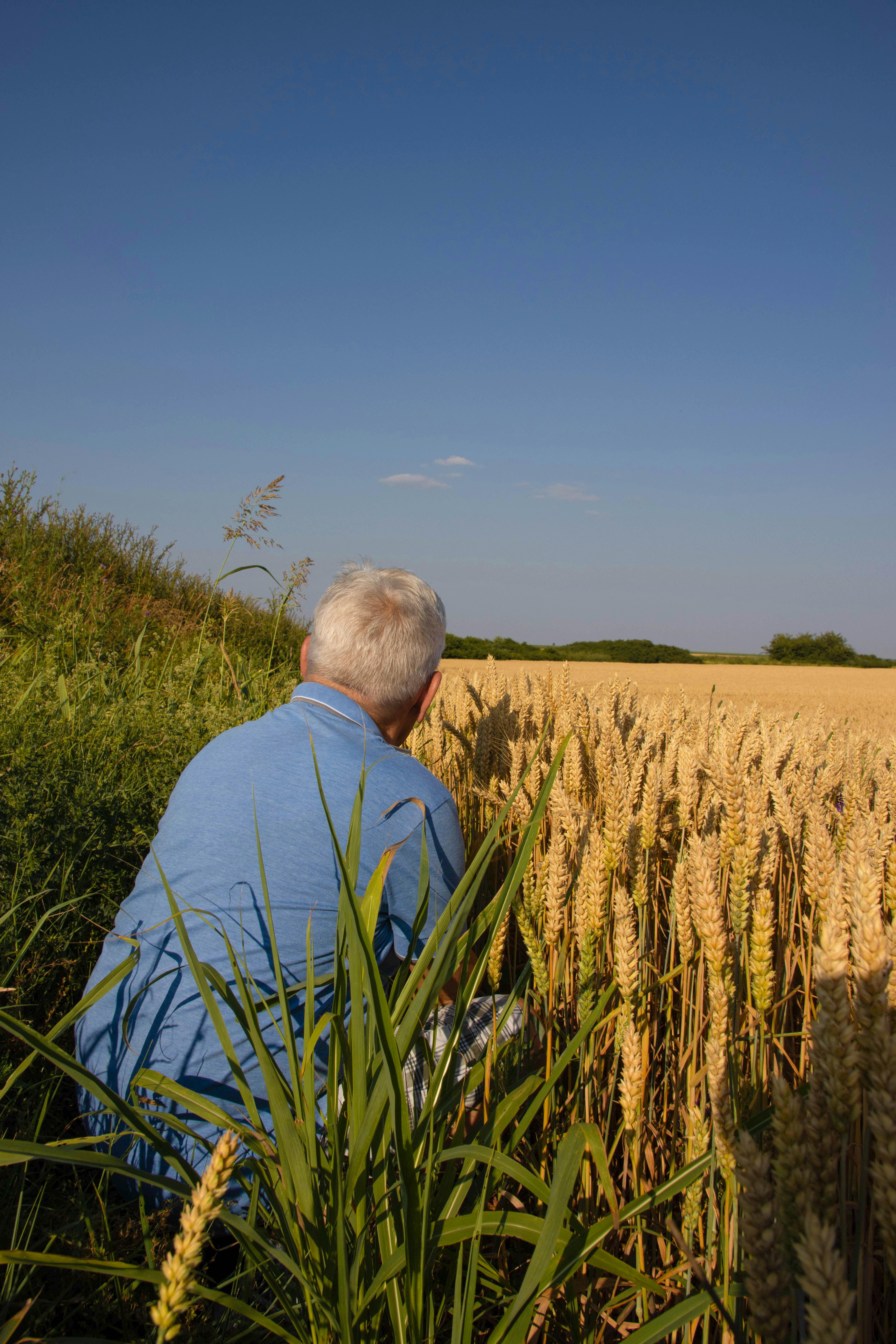In the Wheat Field, A Quiet Turn Back to the Horizon