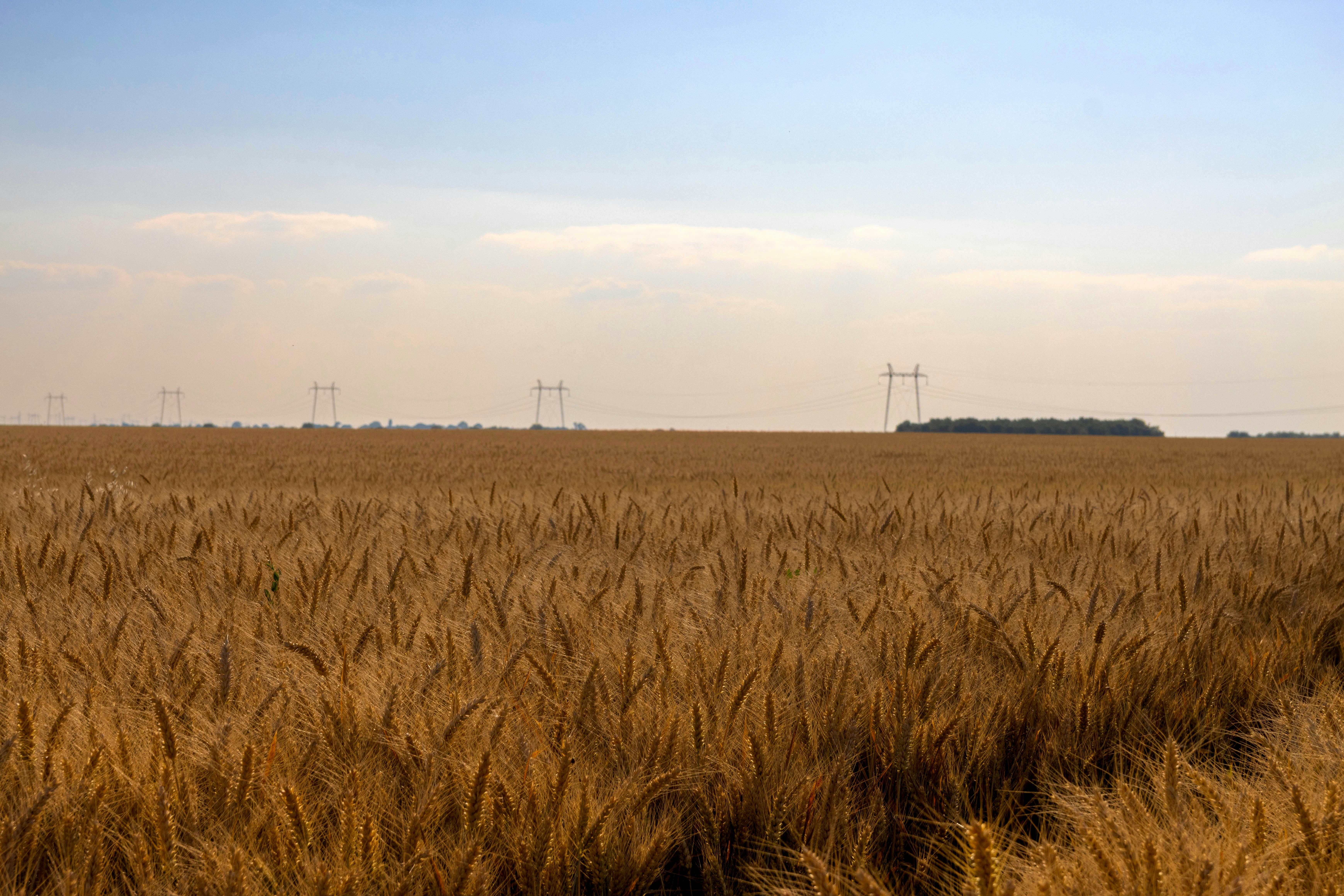 Field of Amber Waves Under a Quiet Horizon