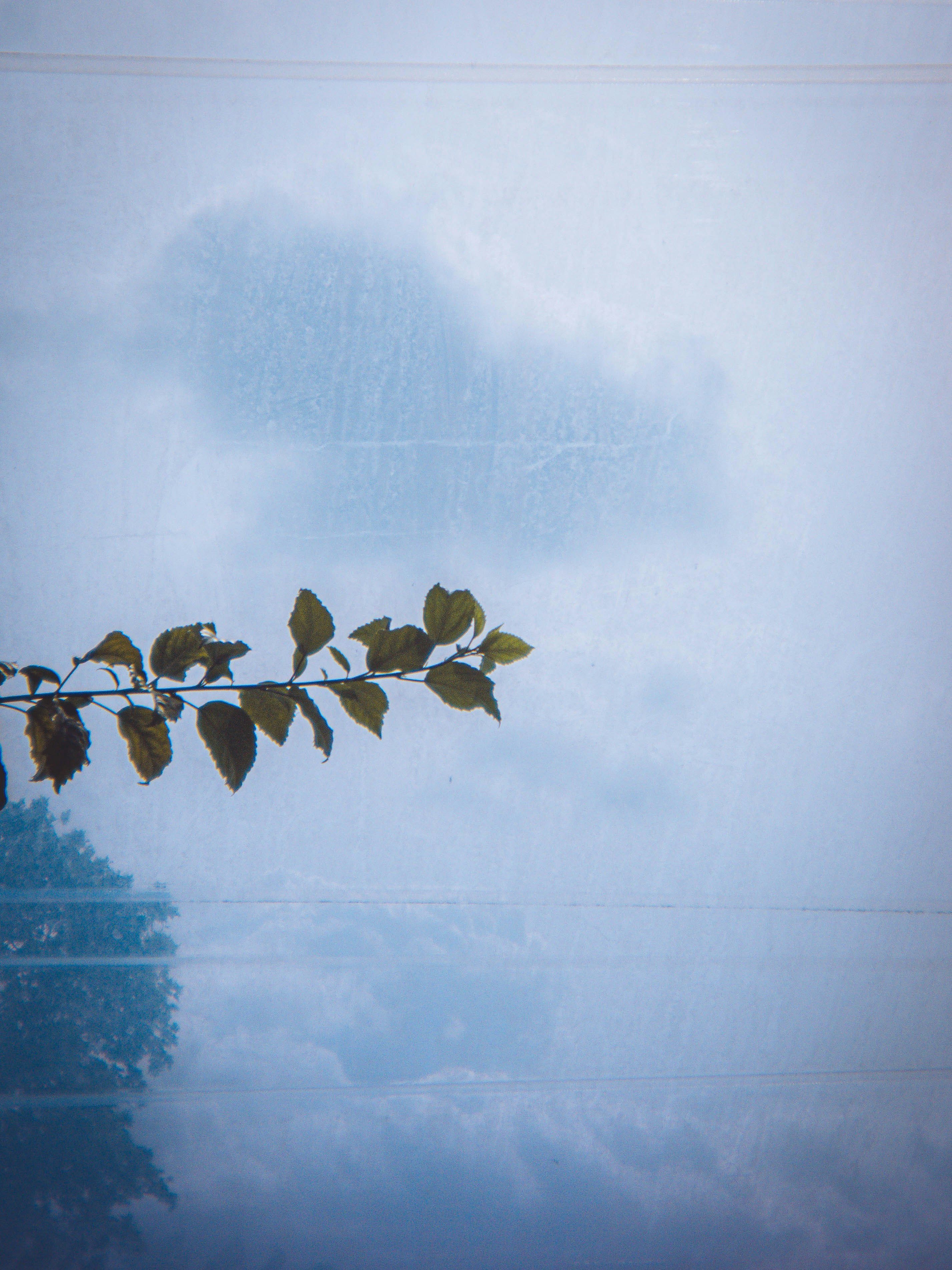 Branch in Dreamy Sky: Leaves Stage a Quiet Ascent