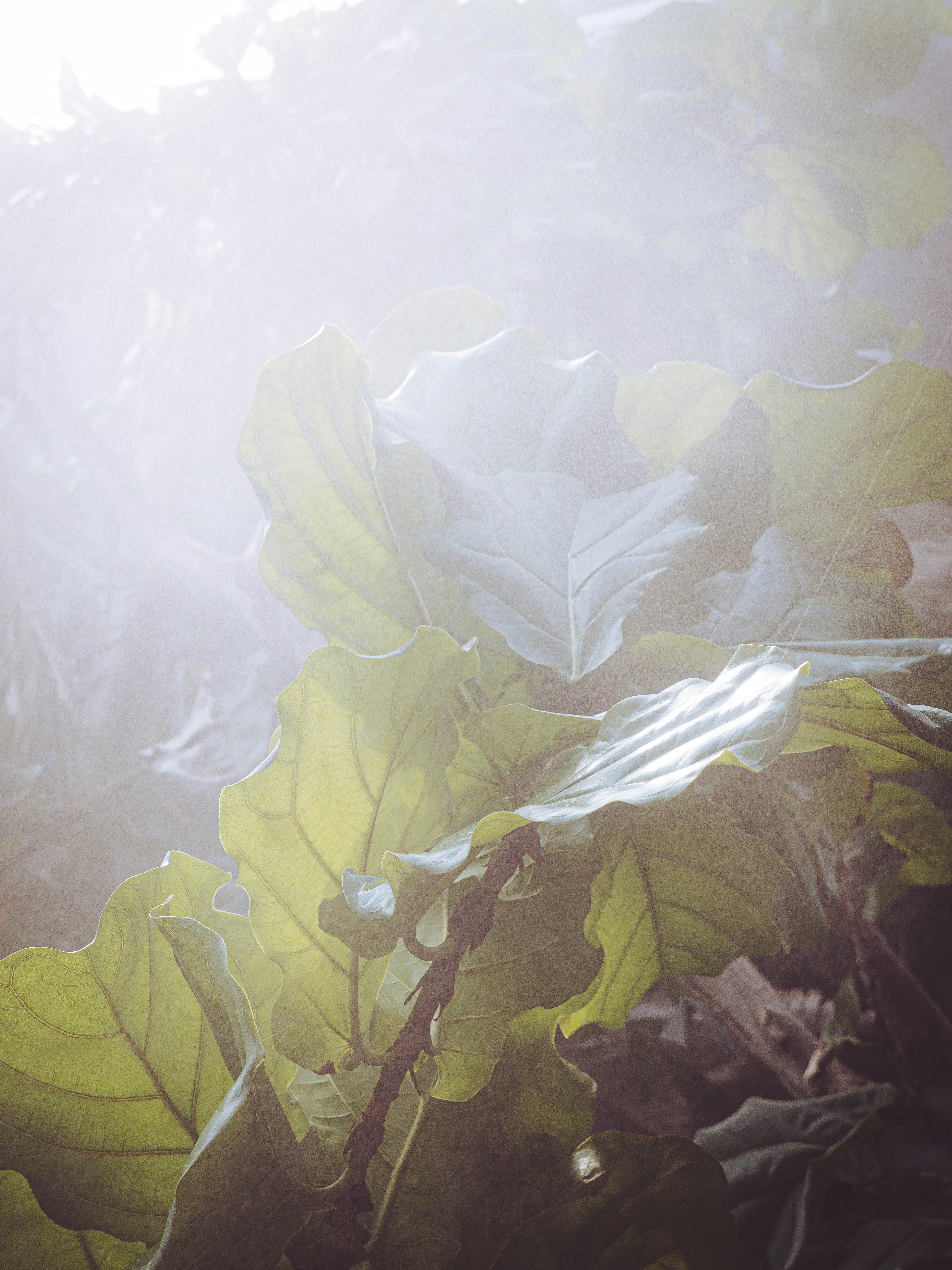 Luminous Foliage Retreat