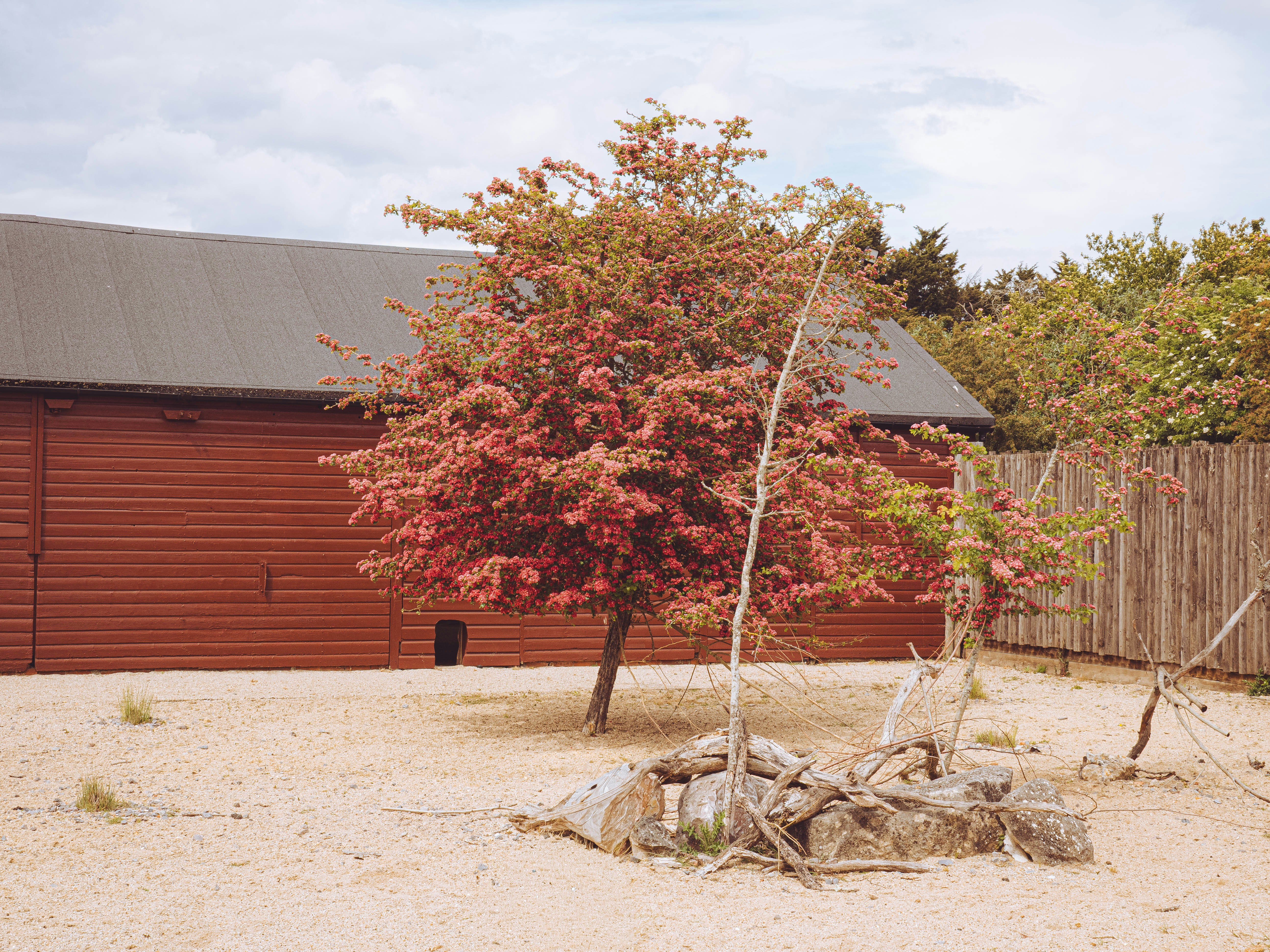 Autumn Tree and Rustic Yard by the Barn