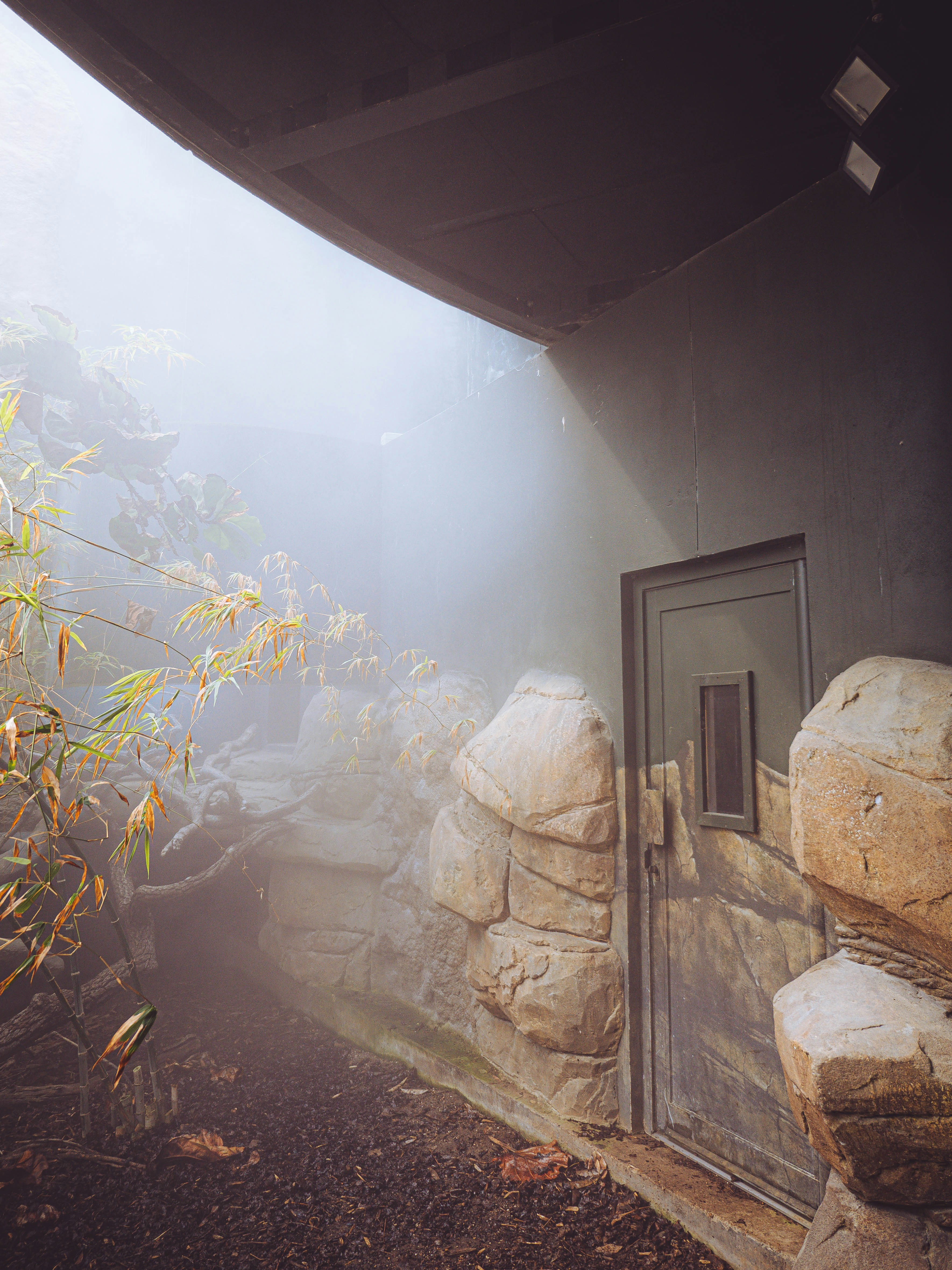 Misty indoor jungle with rocks, plants, and a door.