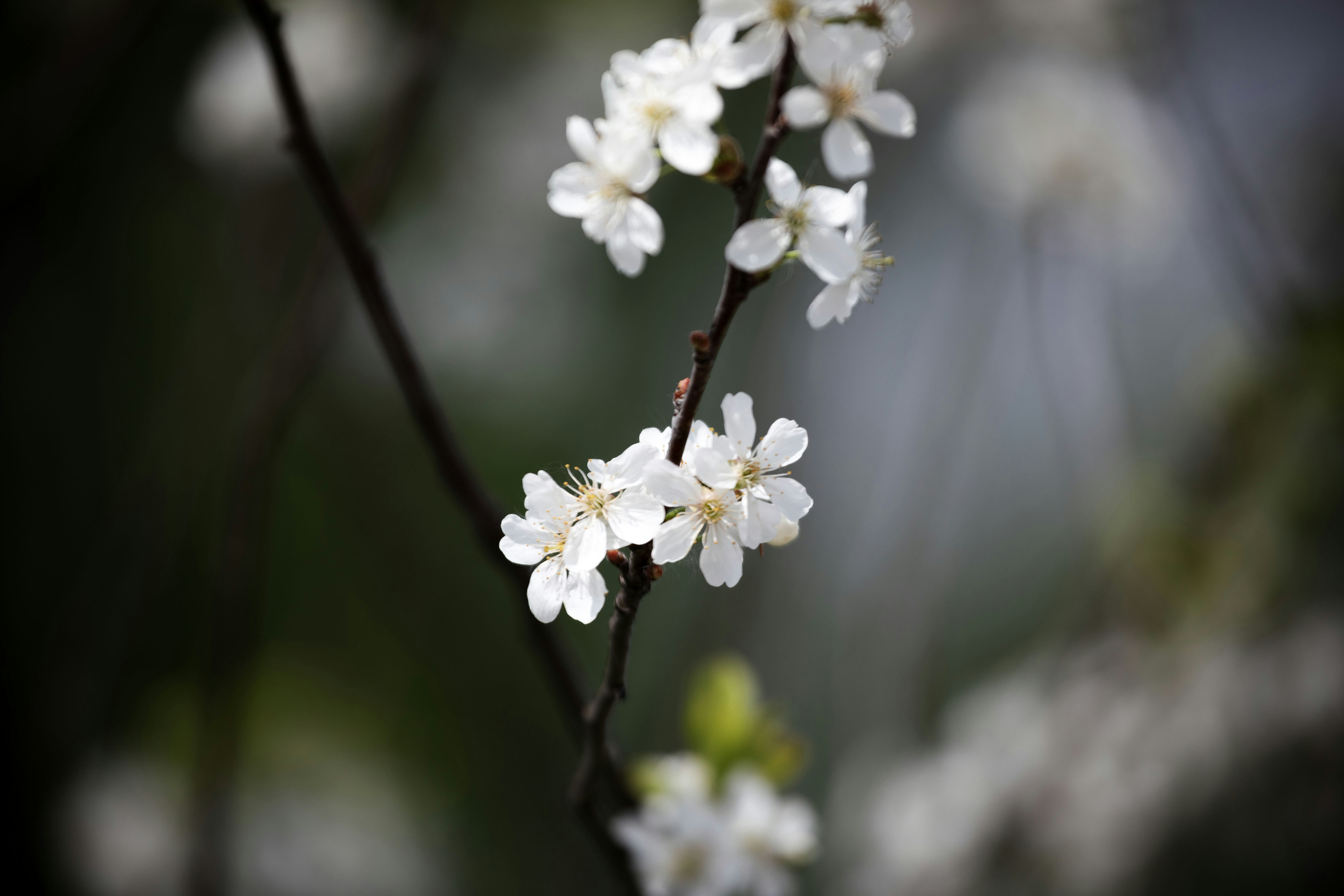 Whispering Blossoms on a Slender Branch