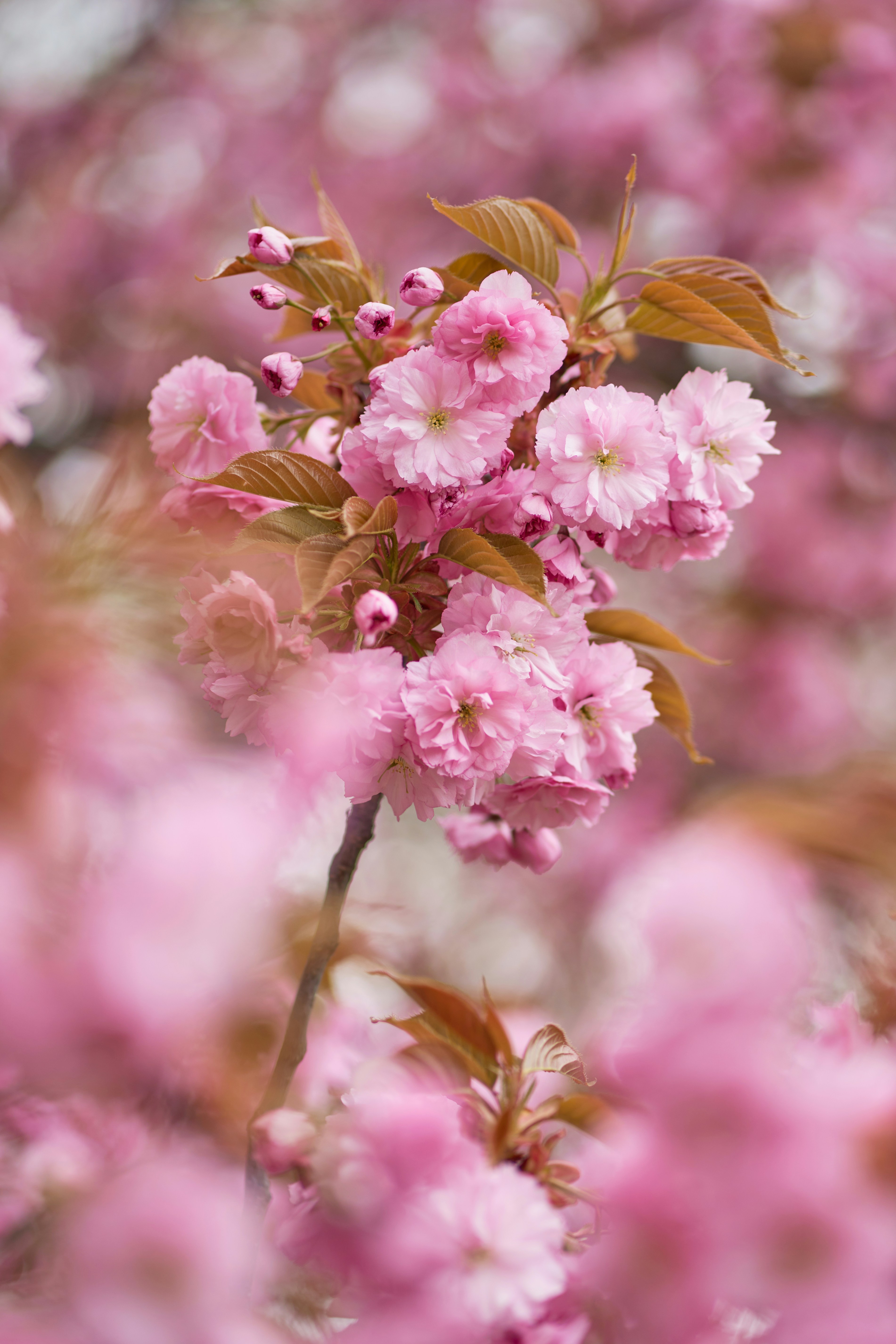Blush Petals on a Spring Blossom