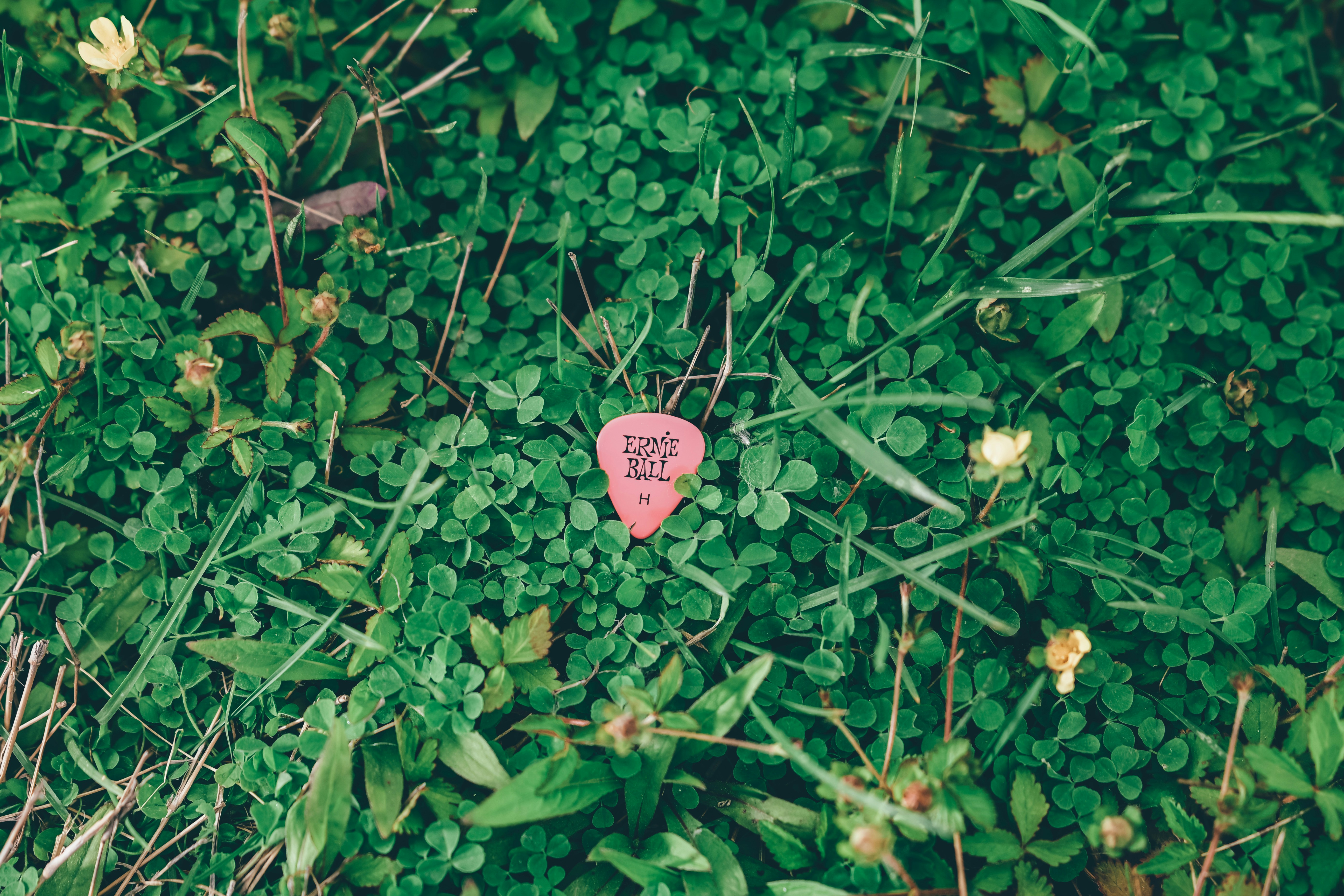 Heart in the Greenery: A Tiny Note Among Leaves