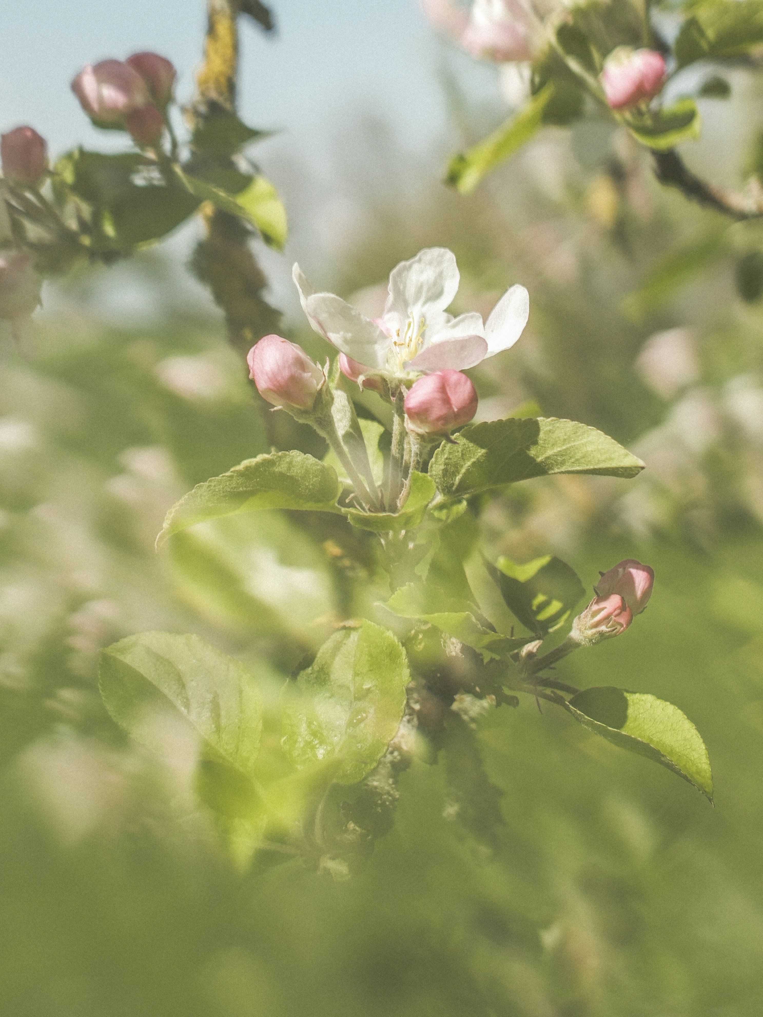 Blossom Glow: Soft Focus in a Sunlit Apple Branch