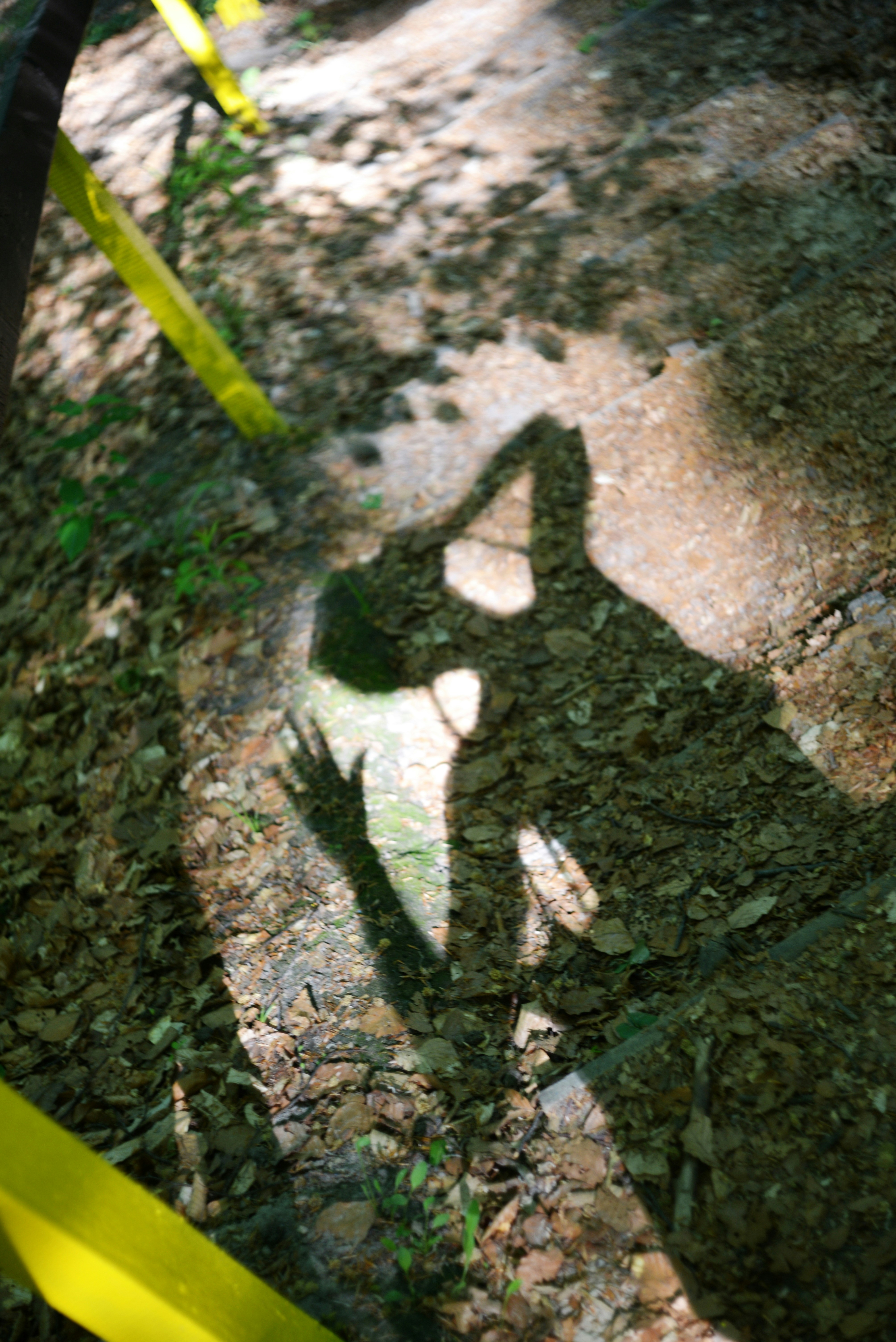 Shadow Portrait on Earth: A Human Silhouette Cast on Dirt and Leaves