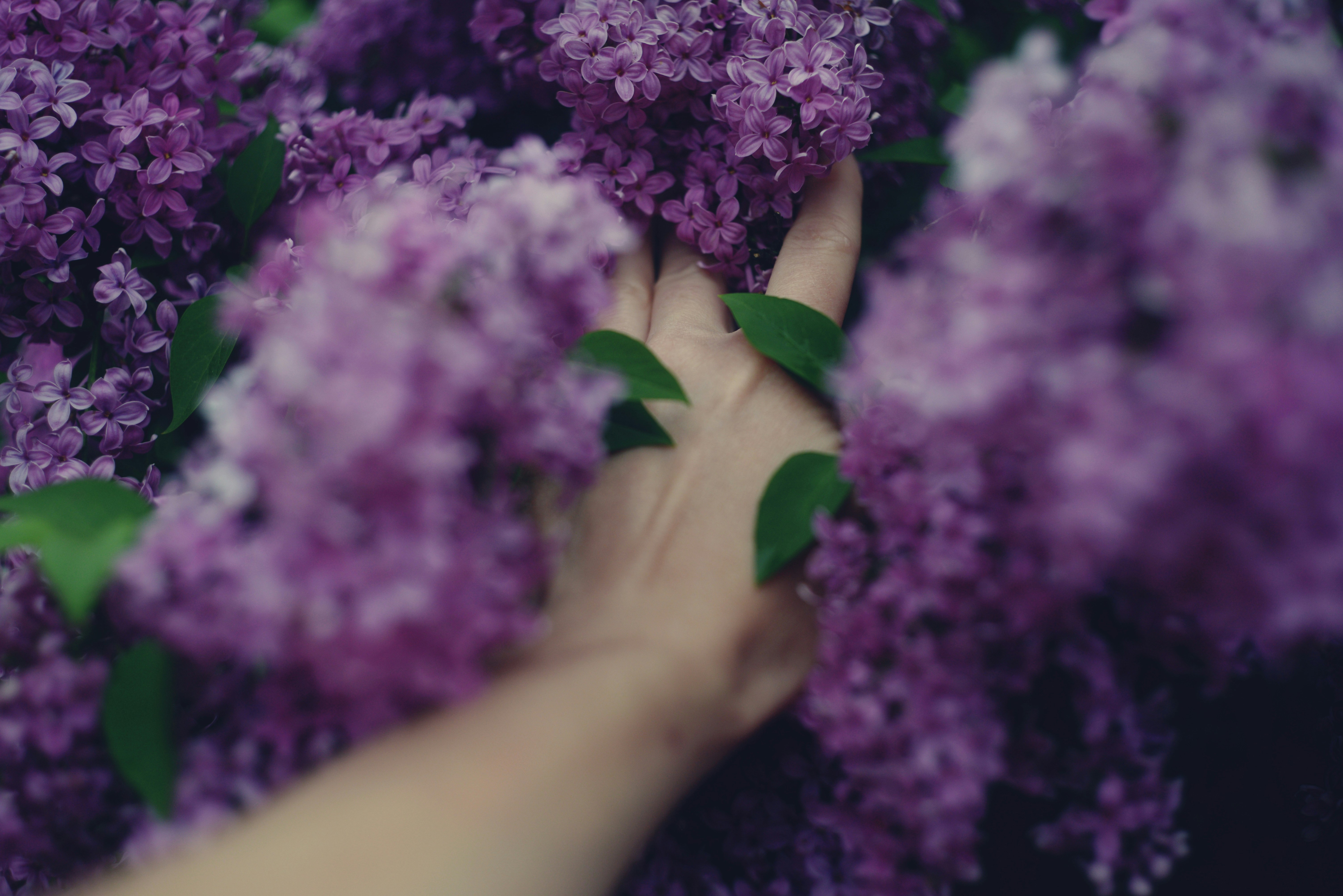 Emerald-tinged Touch: Reaching Through Lilac Blooms