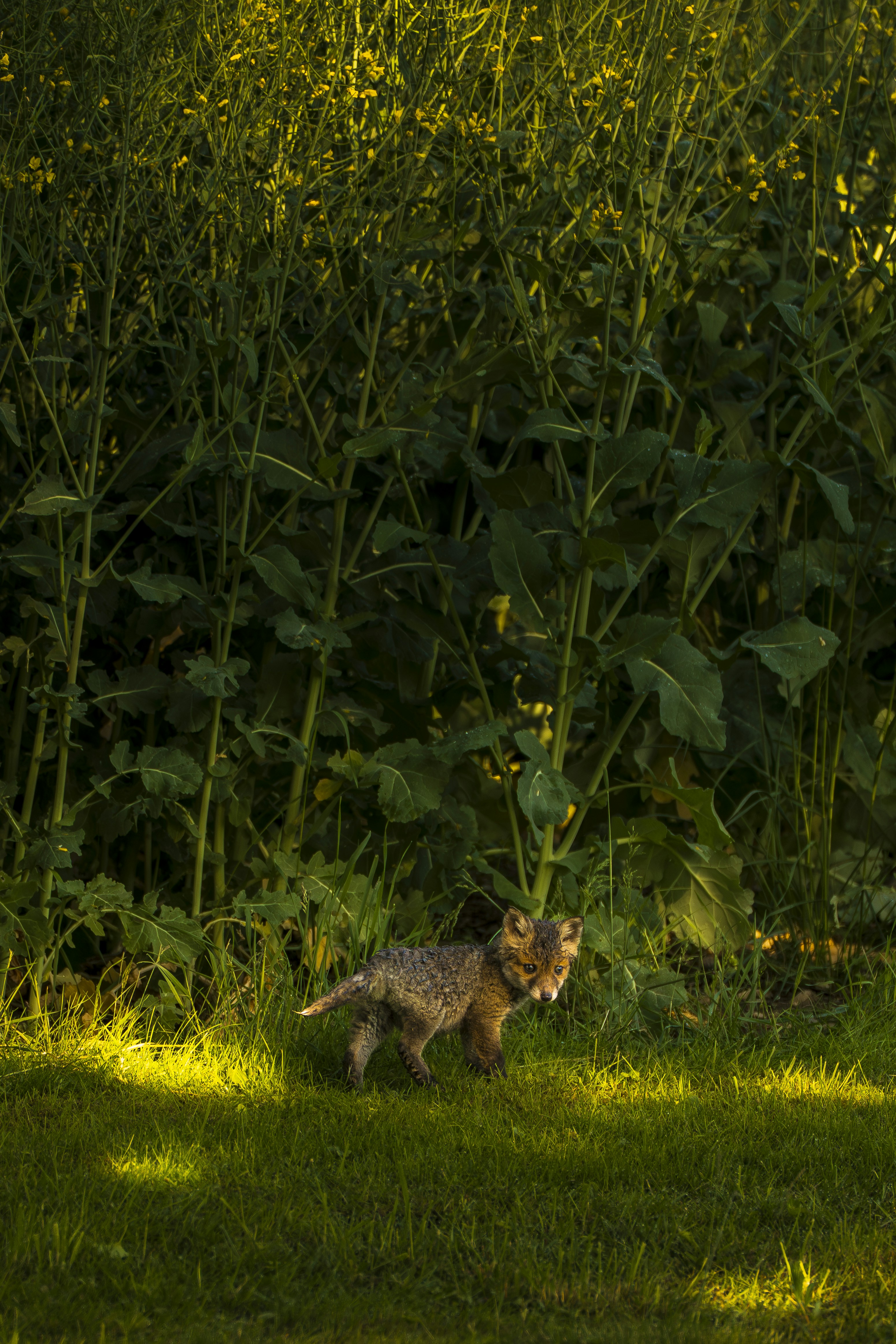 Fox Kit Emerges Under Forest Gold