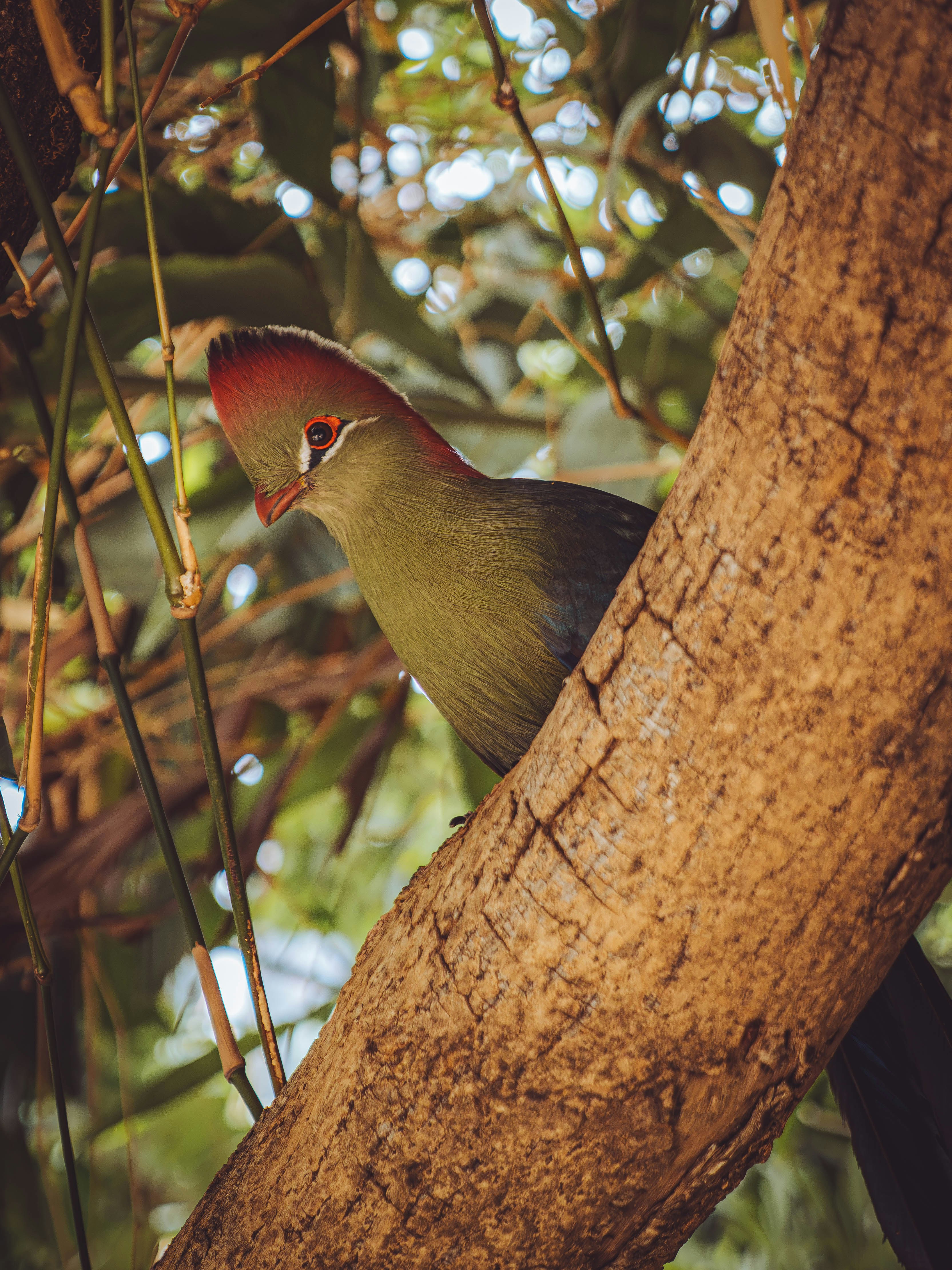 Red-crested Green Woodpecker Peering from the Sunlit Trunk
