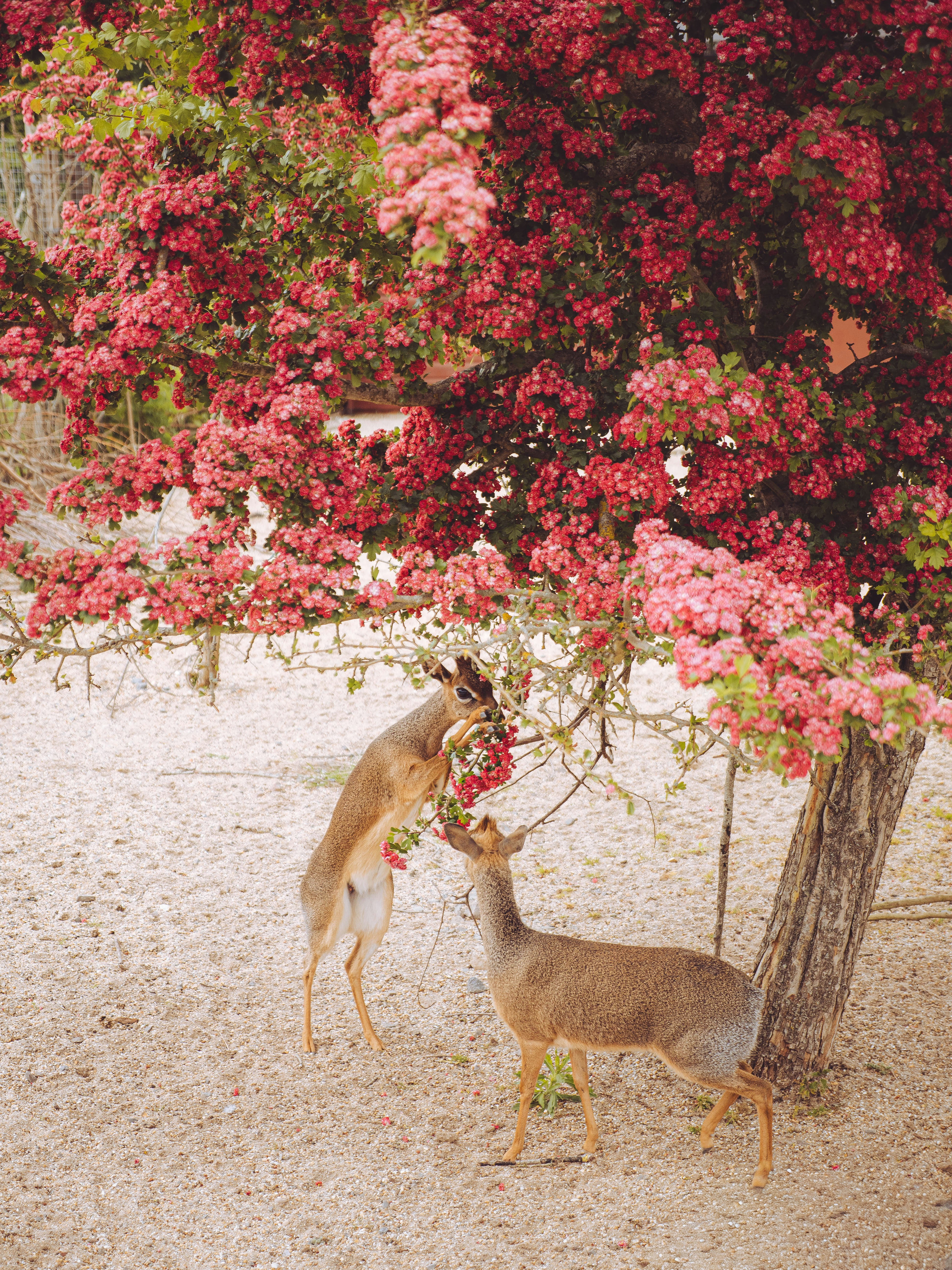 Under the Pink Blooms: A Quiet Moment Between Two Gazelles