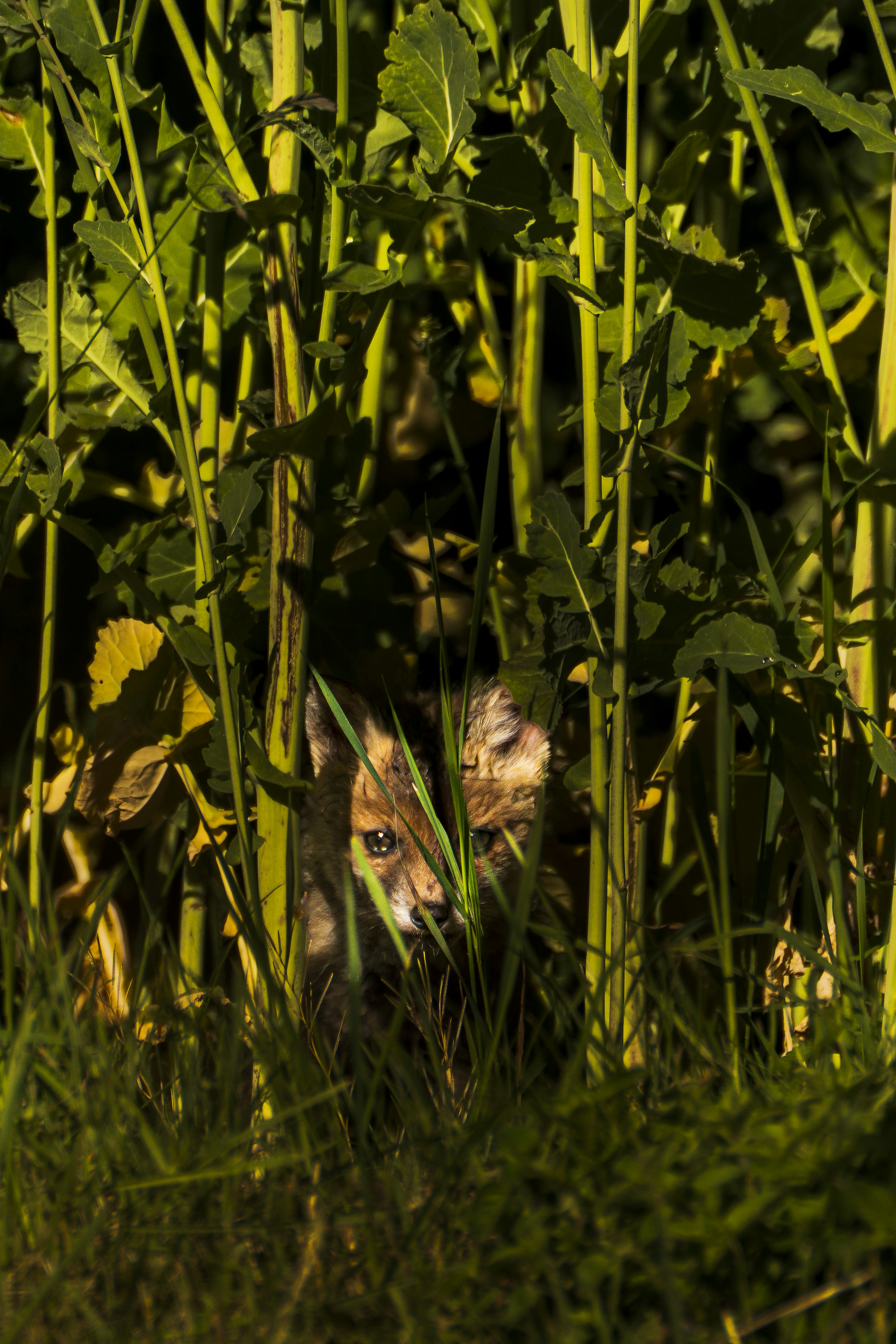 Hidden Hunter: A Fox Eyes Through Tall Green Stalks