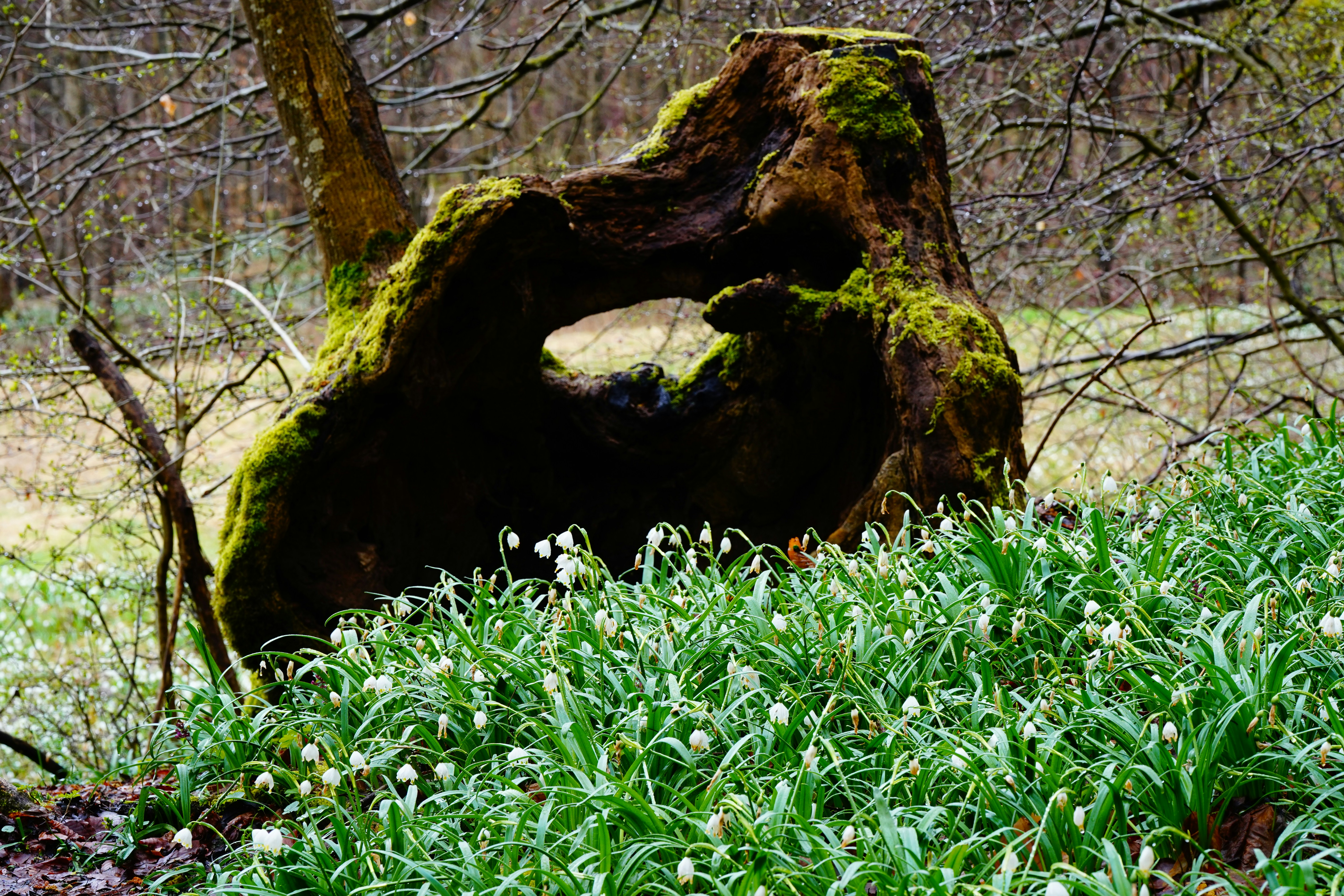 Moss-Cwatched Hollow: A Gnarled Tree Trunk Framed by Snowdrops