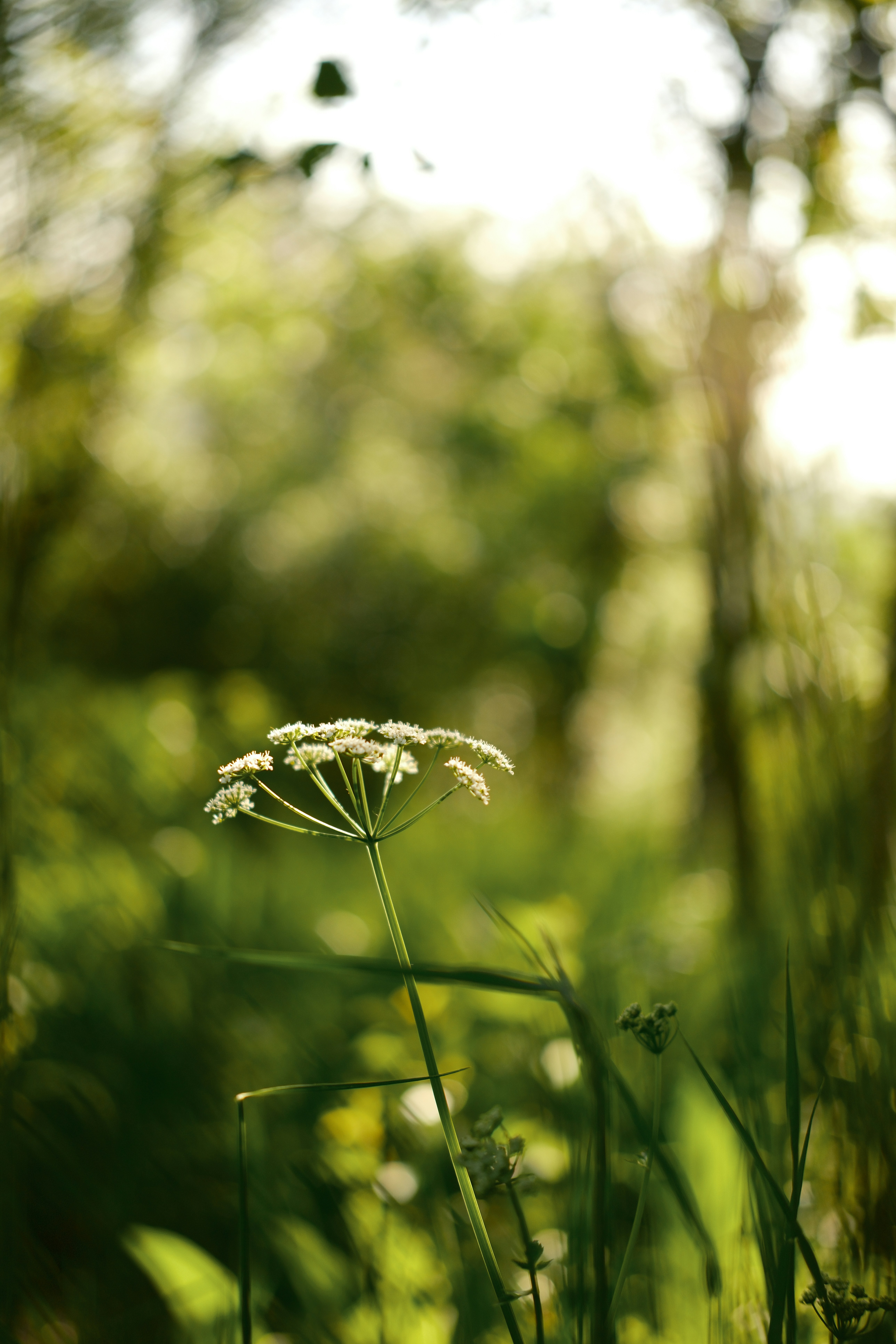 Dandelion Crown in Morning Light