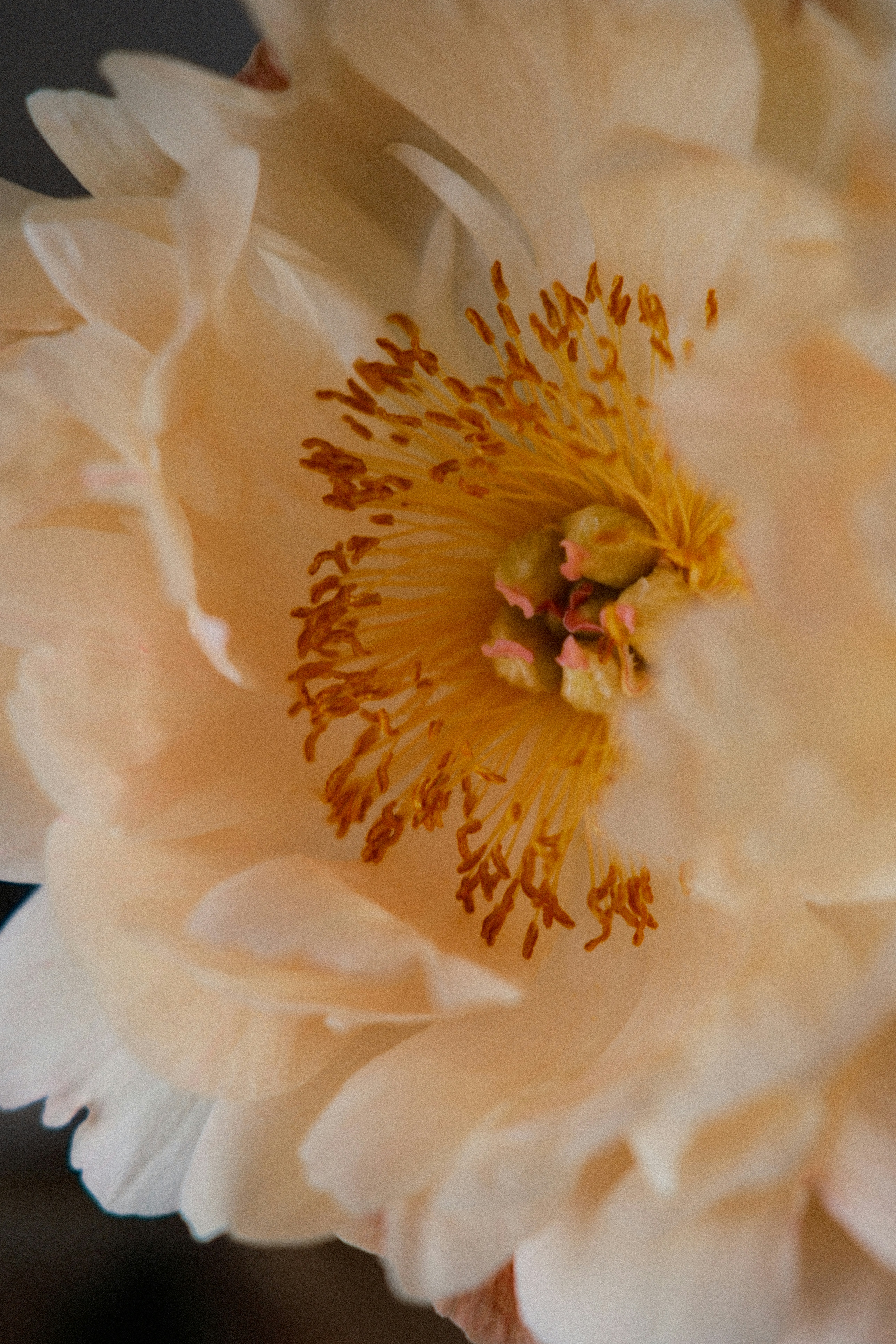 Petal Centre: A Close-Up of Golden Stamen and Soft Ivory Blooms