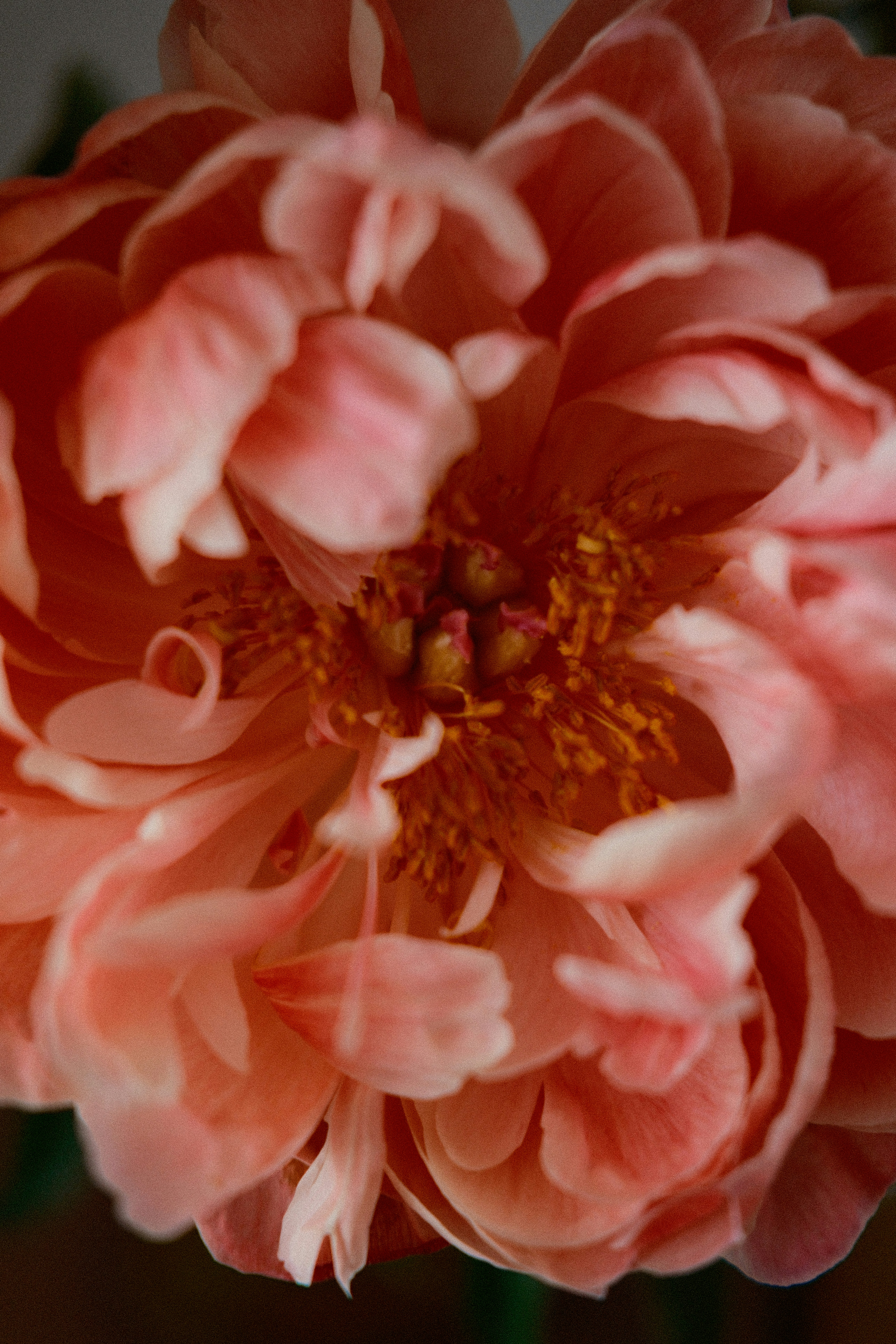 A vibrant pink-orange peony flower in full bloom. photo – Free ...