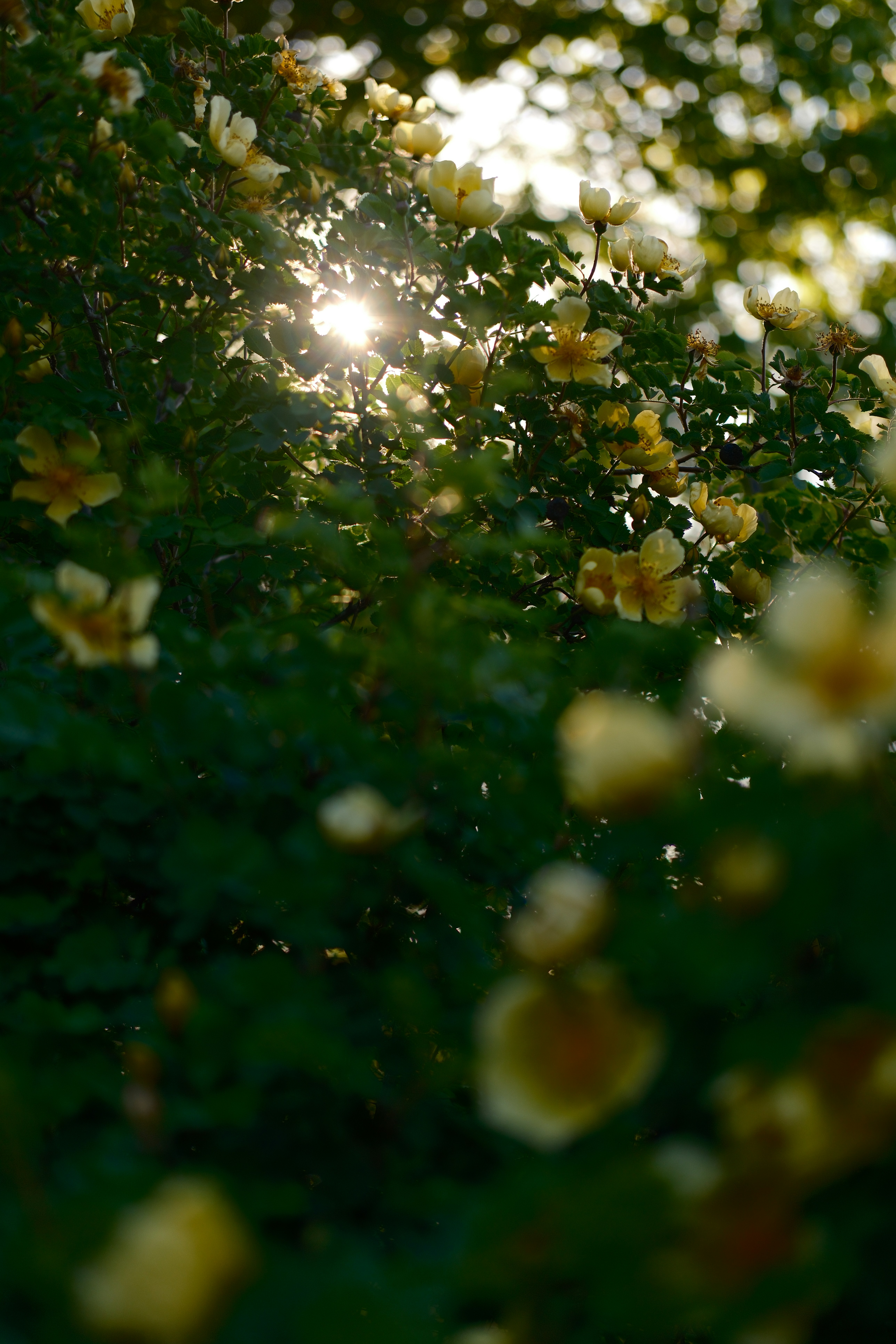 Sunlit Yellow Blooms Through a Dreamy Foliage Screen