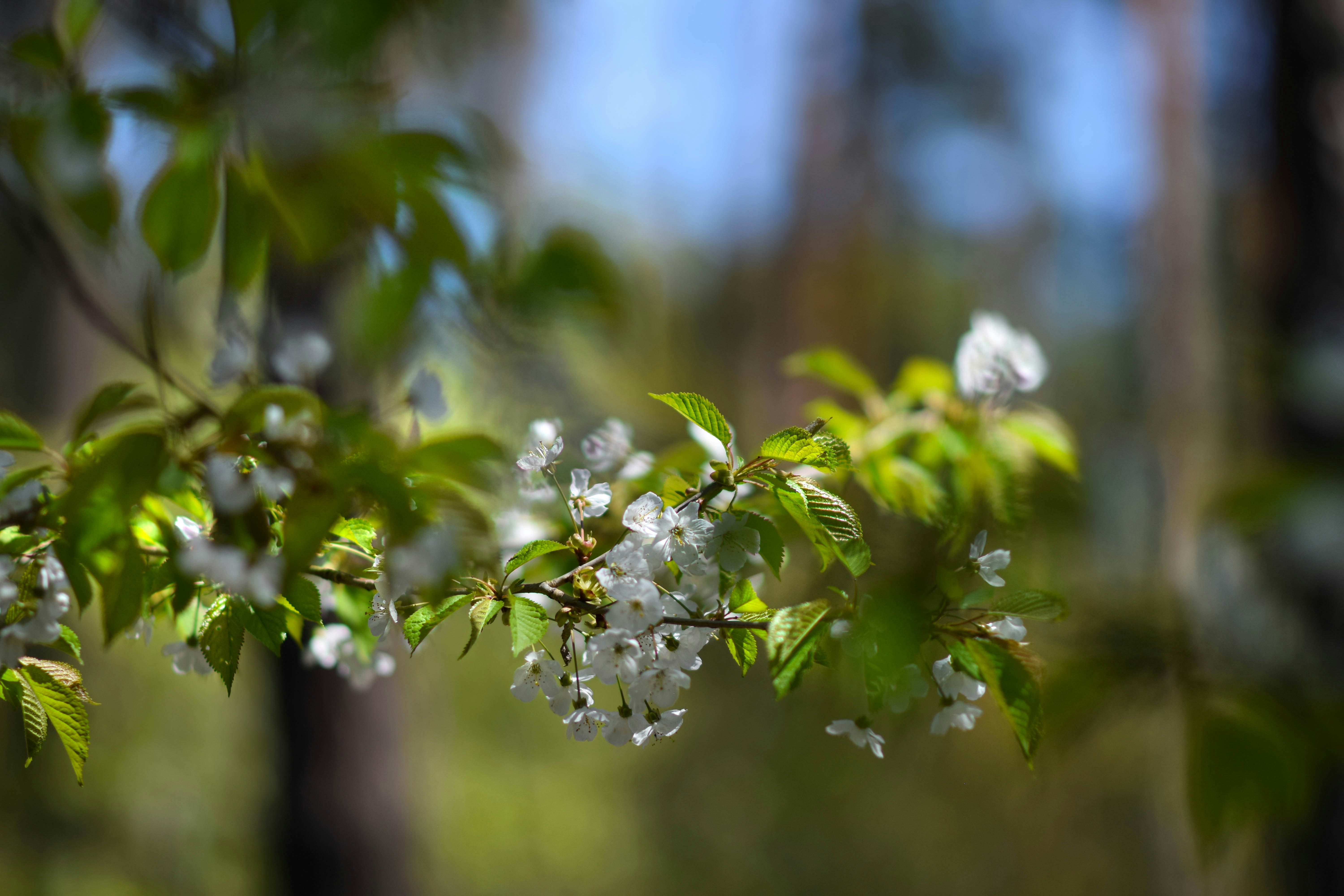 Blossoms in a Soft Forest Glade