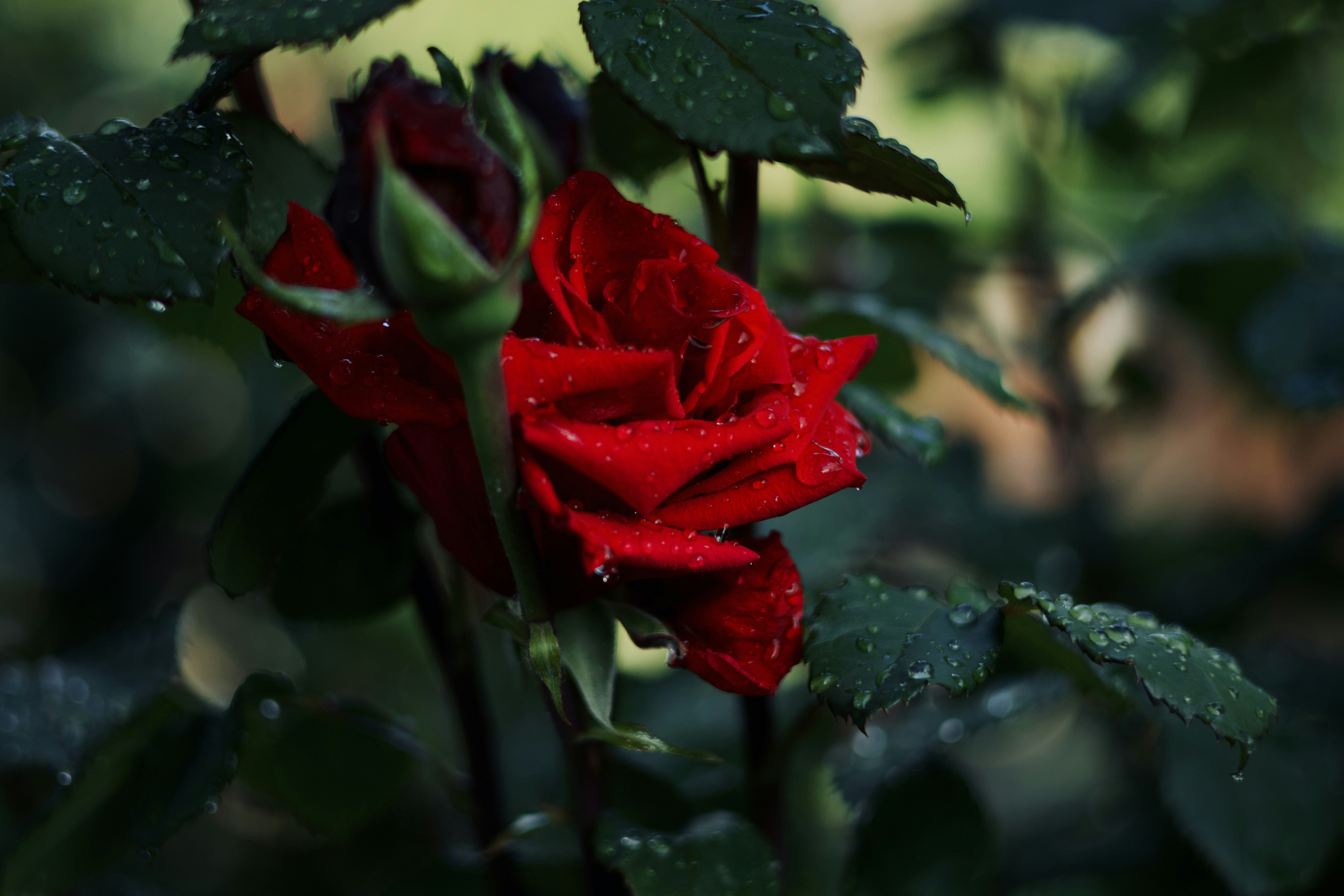 Crimson Rose in a Quiet Green Veil