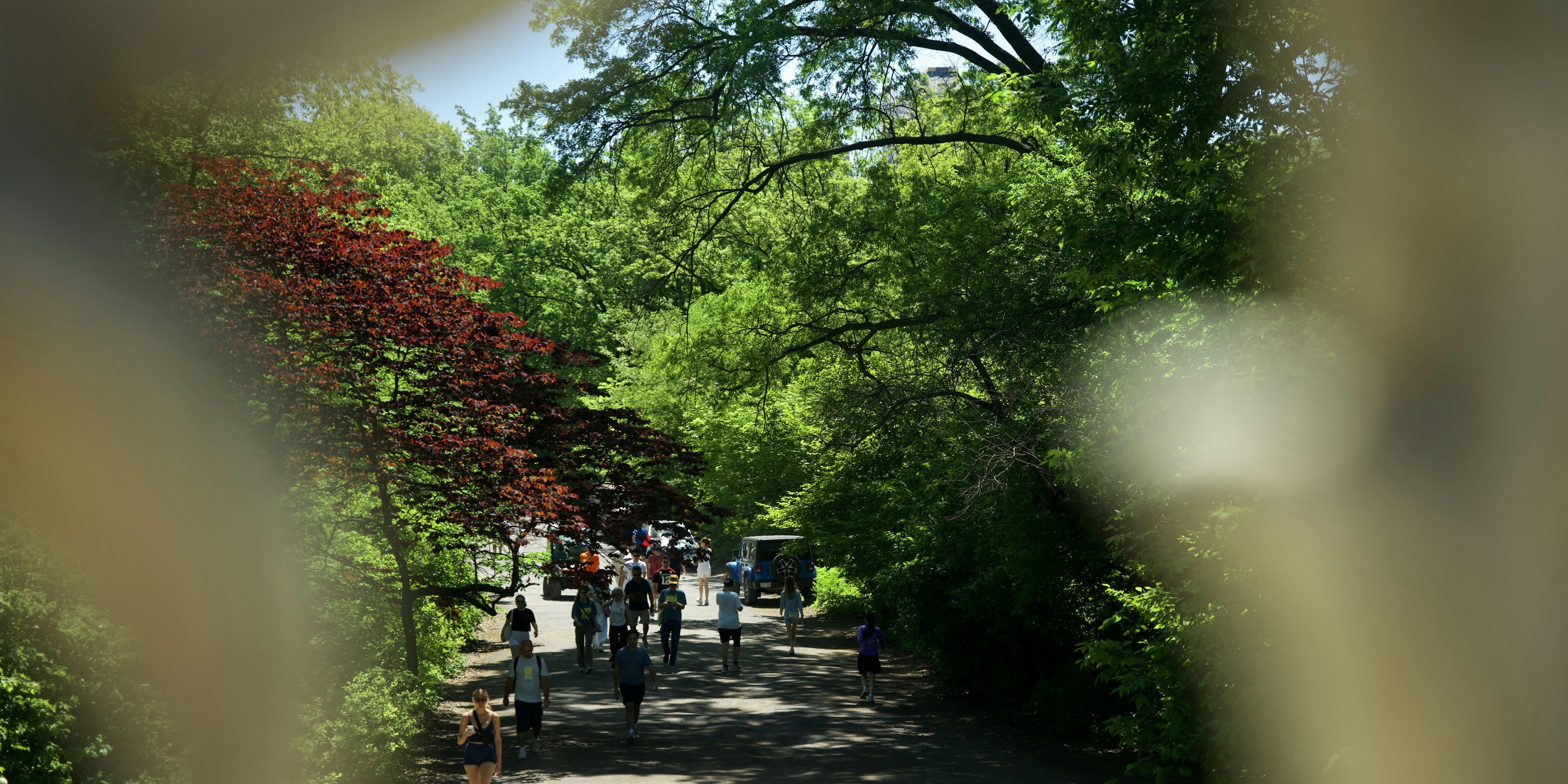 People Walkway Through a Lush City Park Corridor
