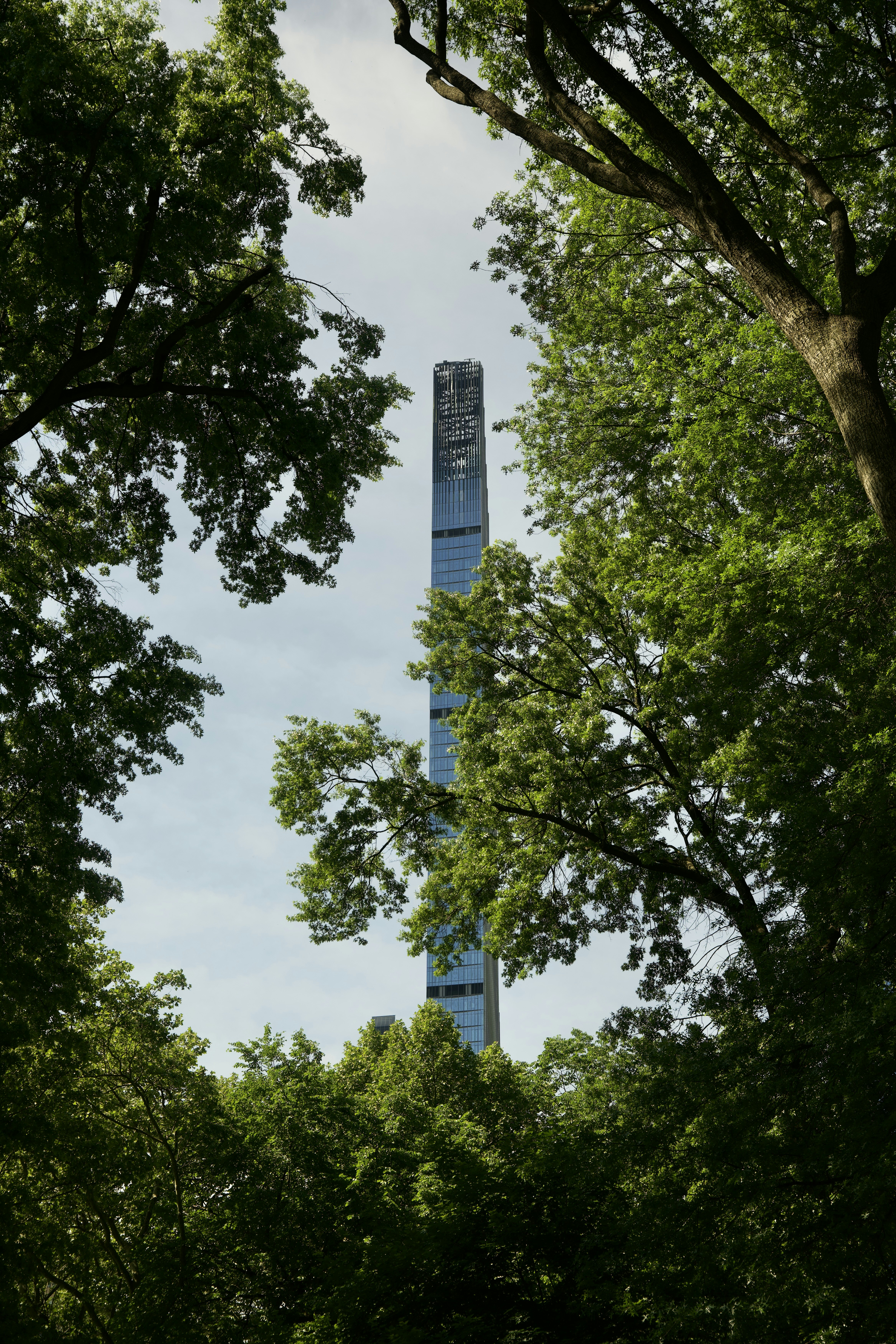 Tower Reaching Through the Canopy