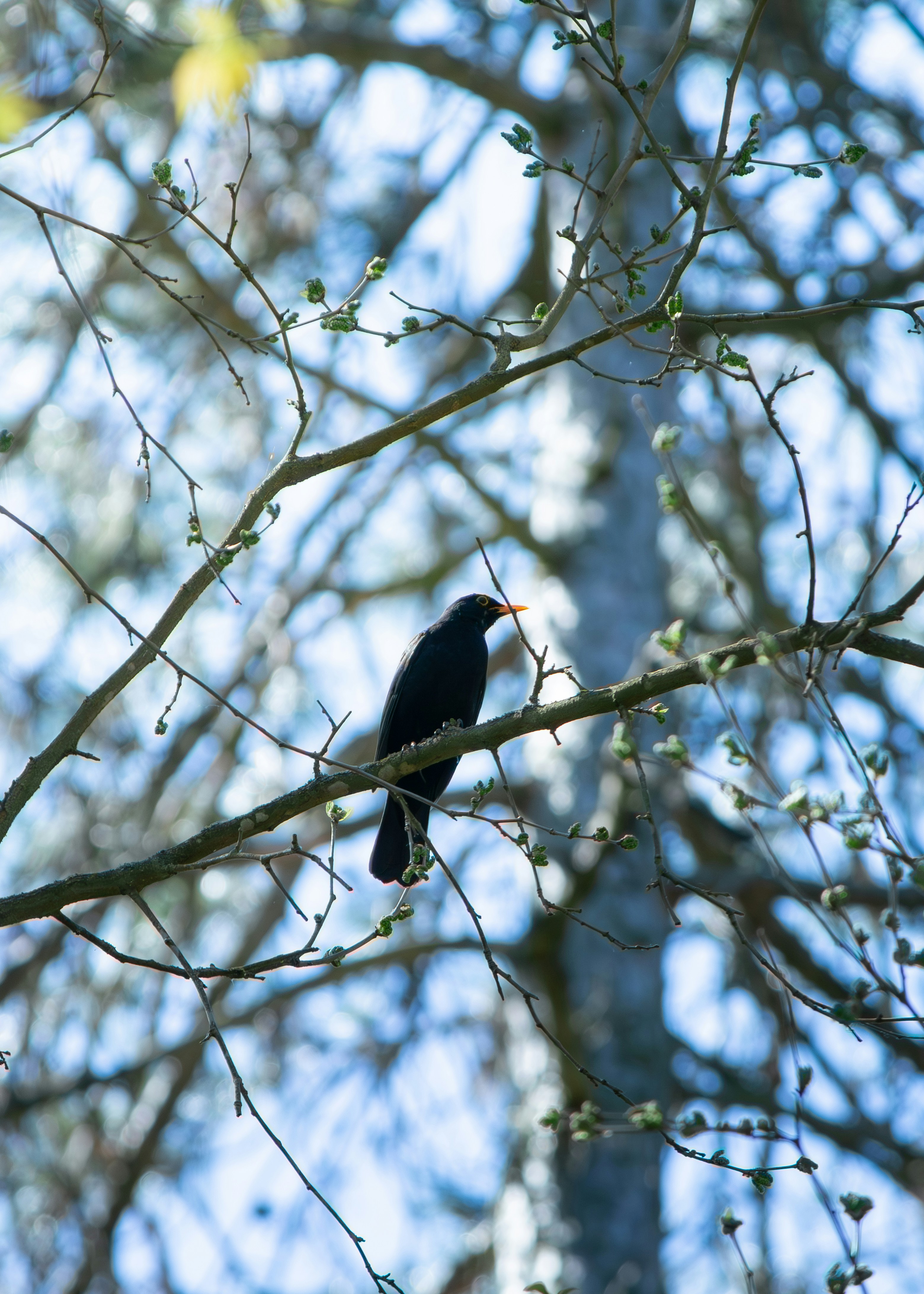 Black Bird Silhouette perching on Spring Branch