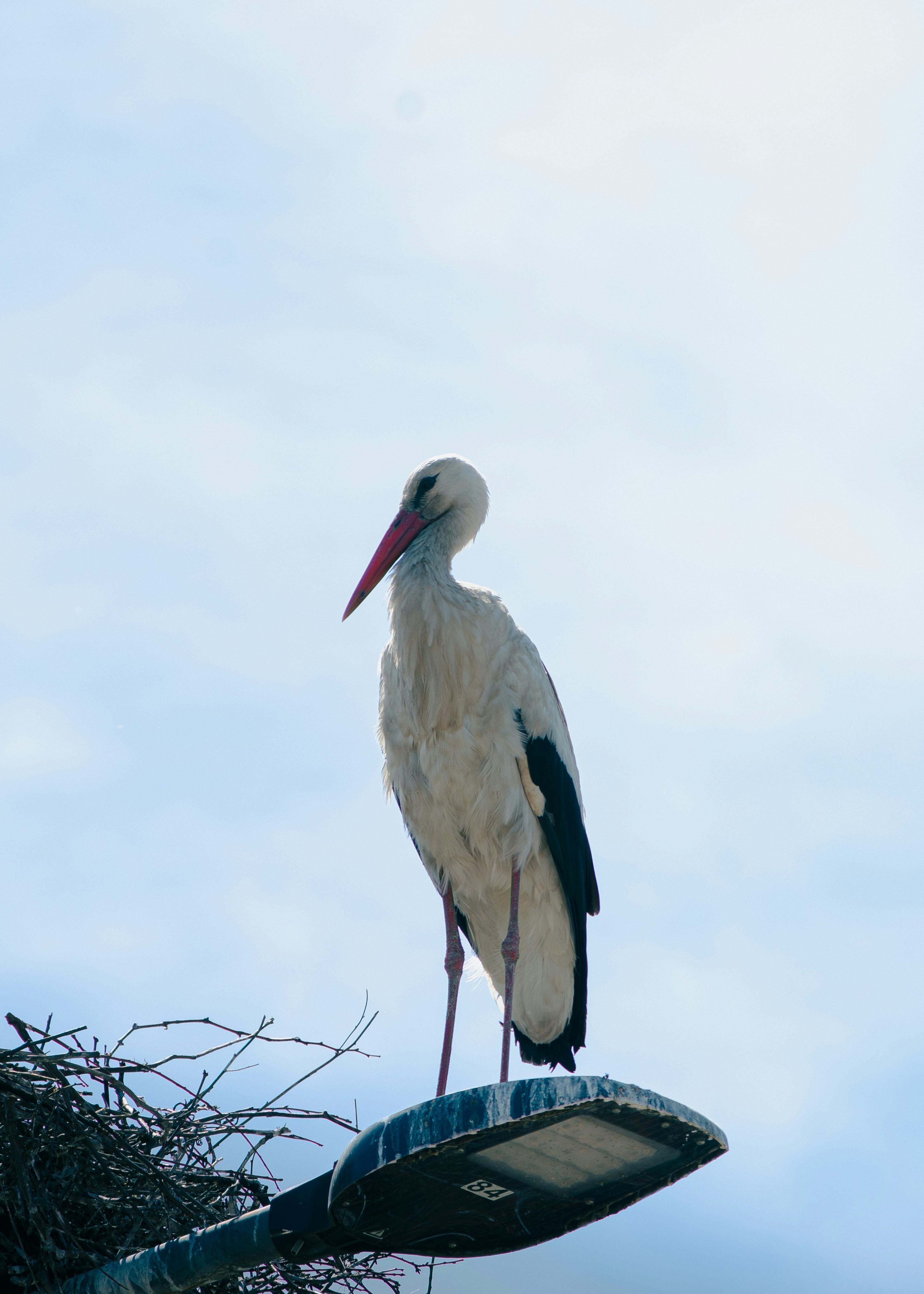 Stilted Sentinel: A White Stork Perched Above the Streetlight