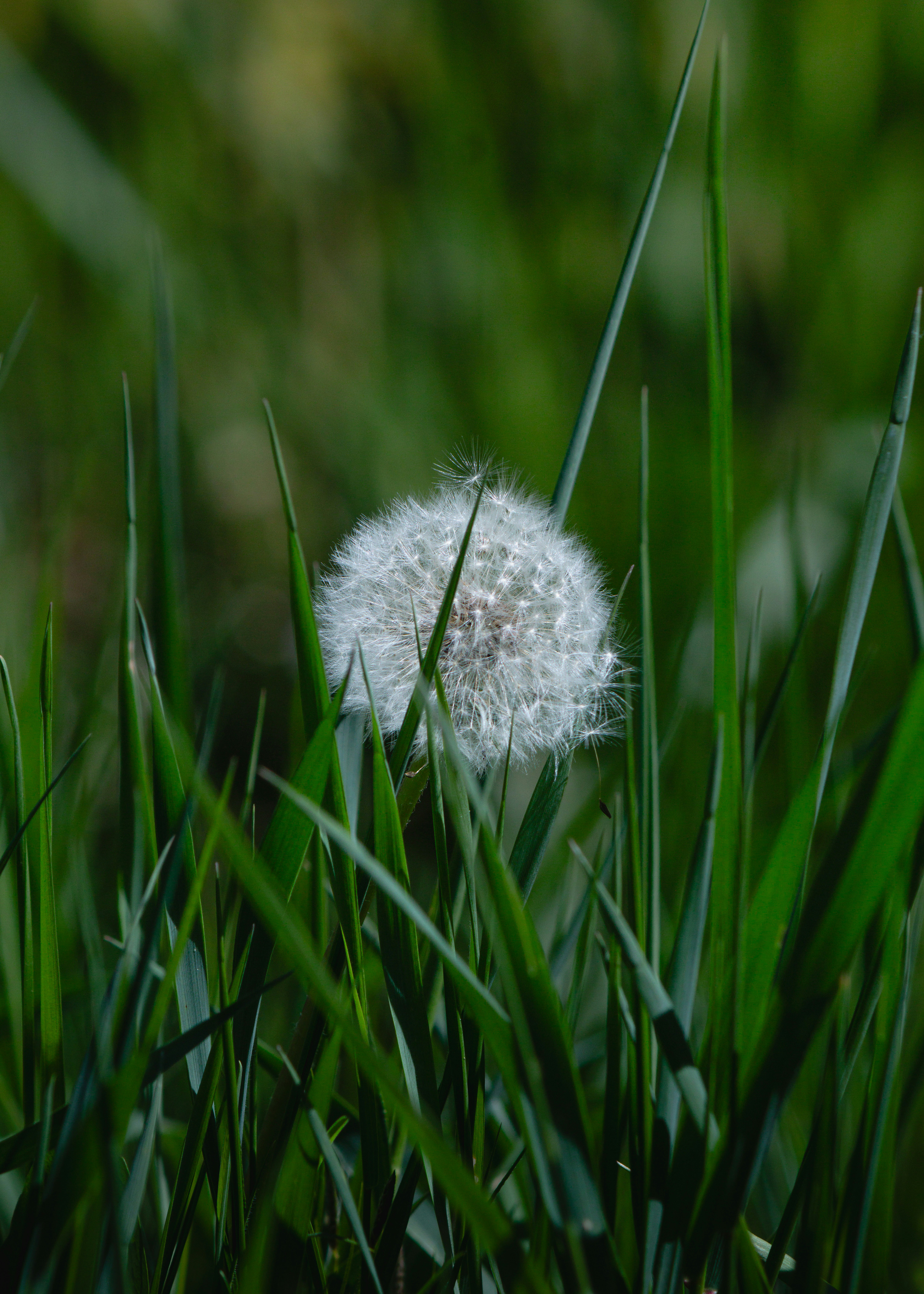 Dandelion Seed Clocking the Grasses in Quiet Spring Light