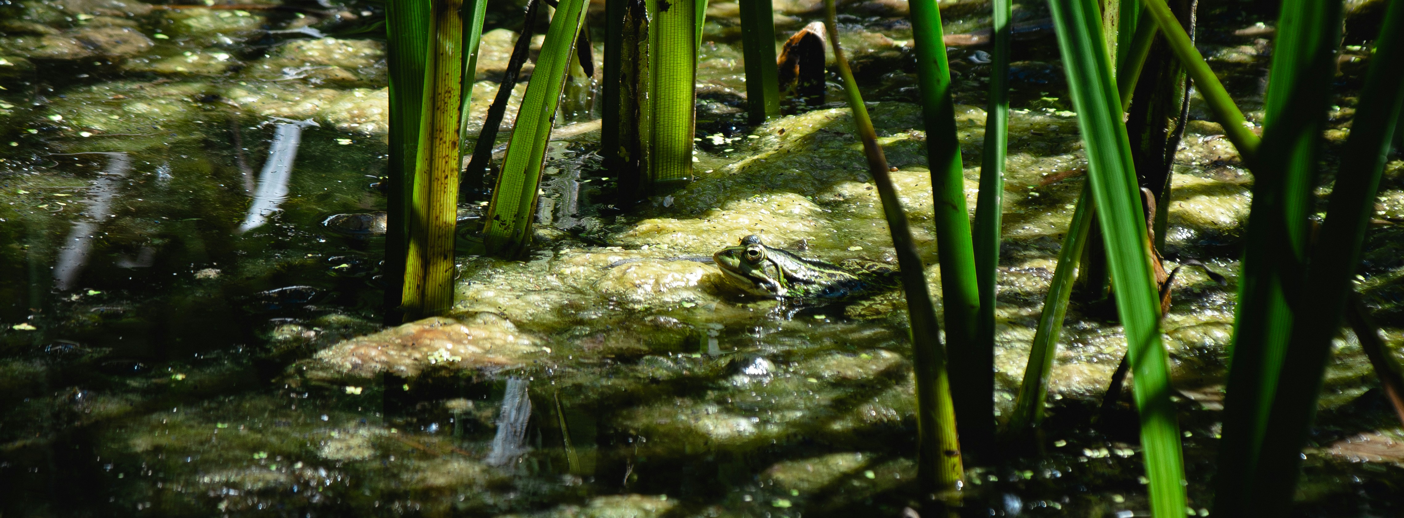 Emerald Stalks in Quiet Waters