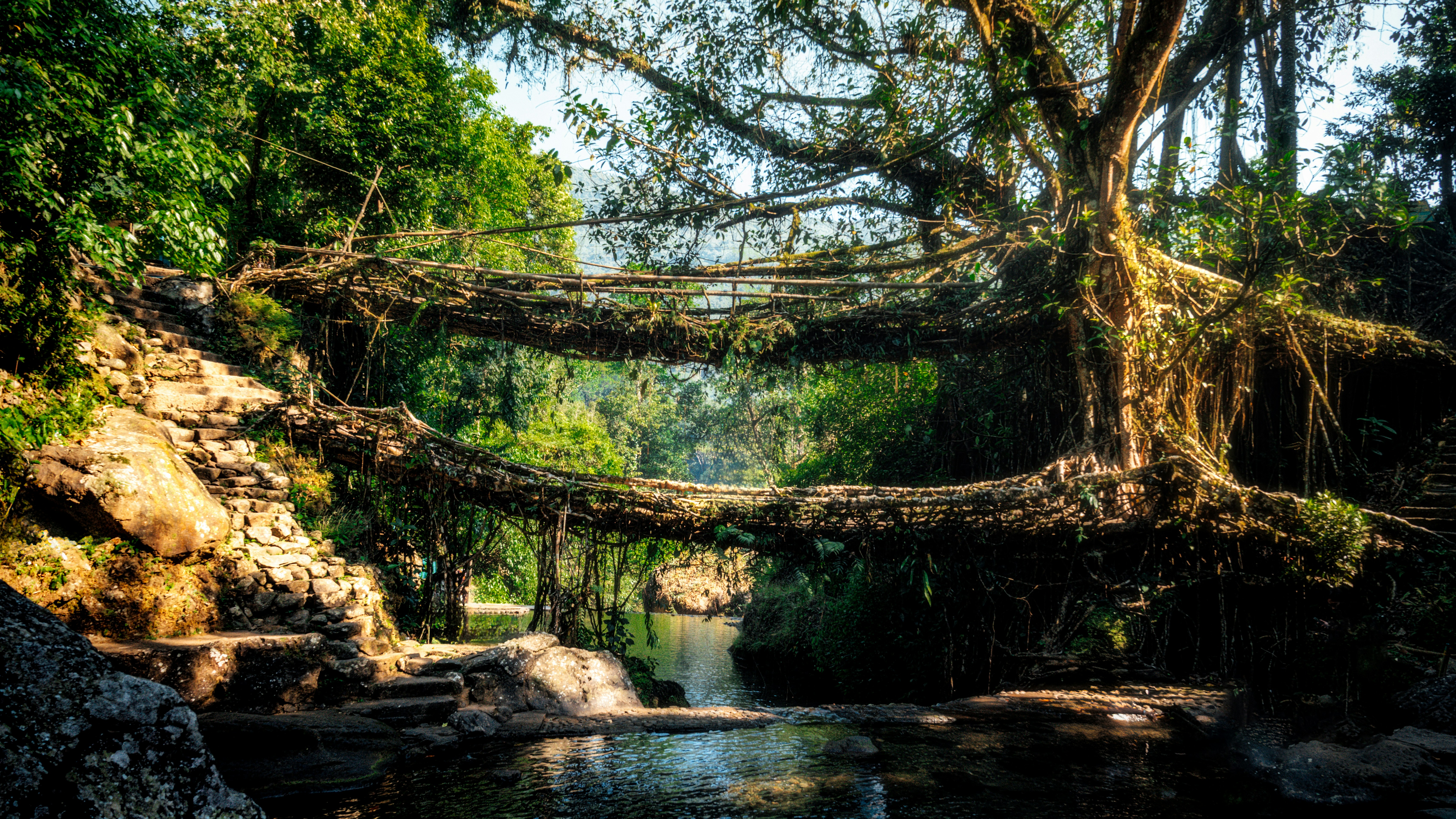 A Forest Canopy Bridge Over Calm Waters
