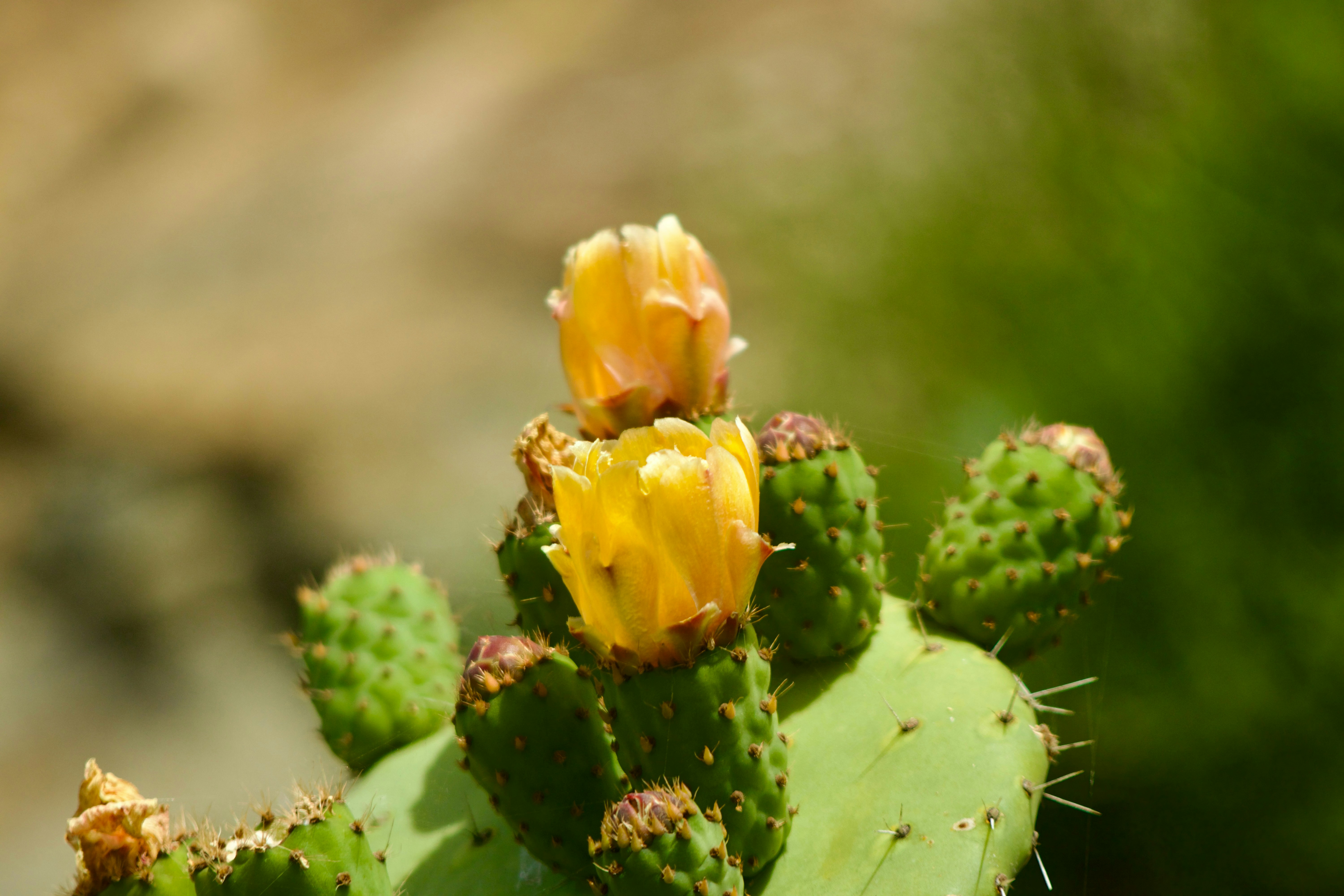 Sunlit Cactus Bloom: Golden Buds Amid Green Spines