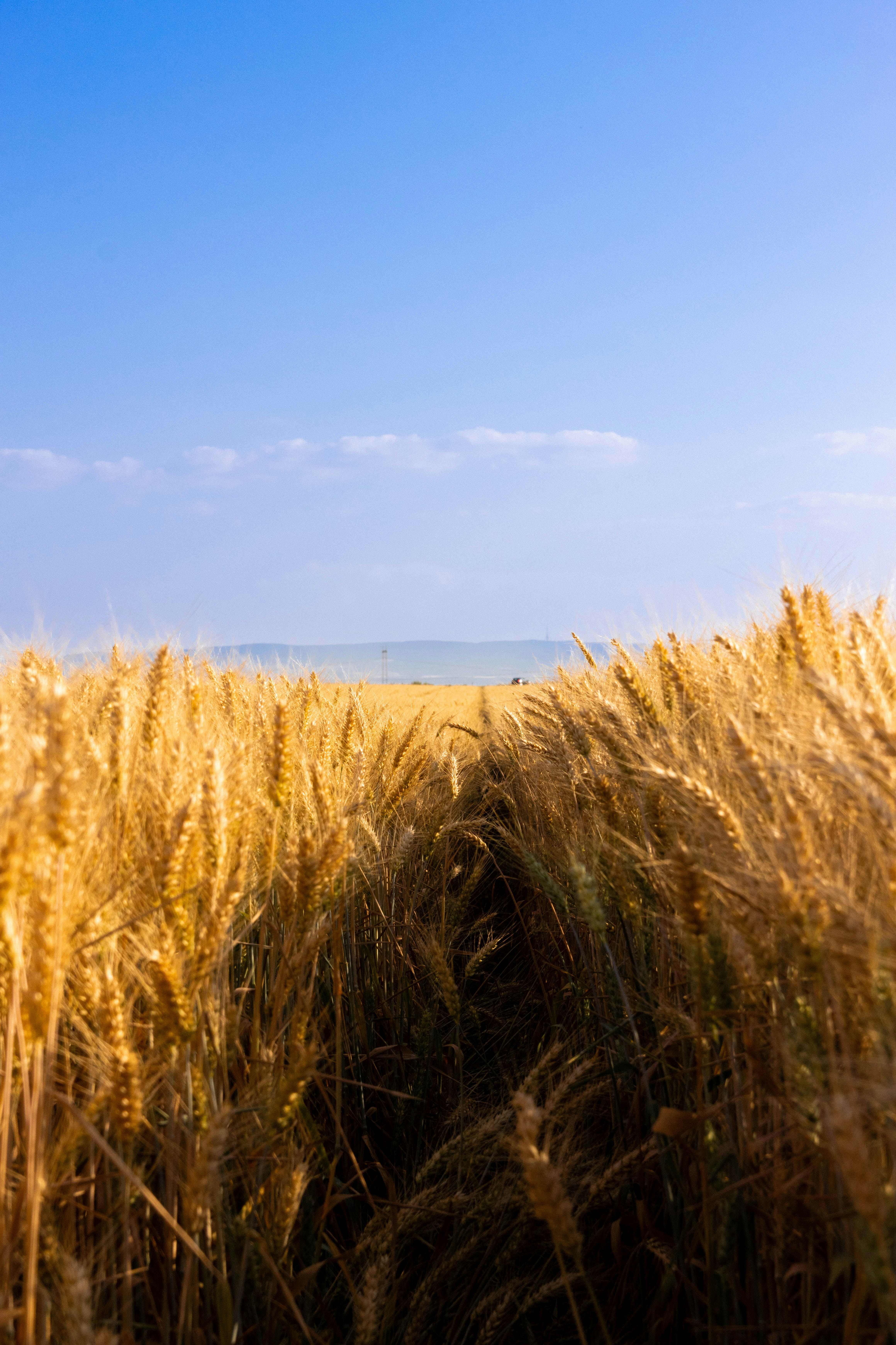 Golden Field Gaze under a Clear Horizon
