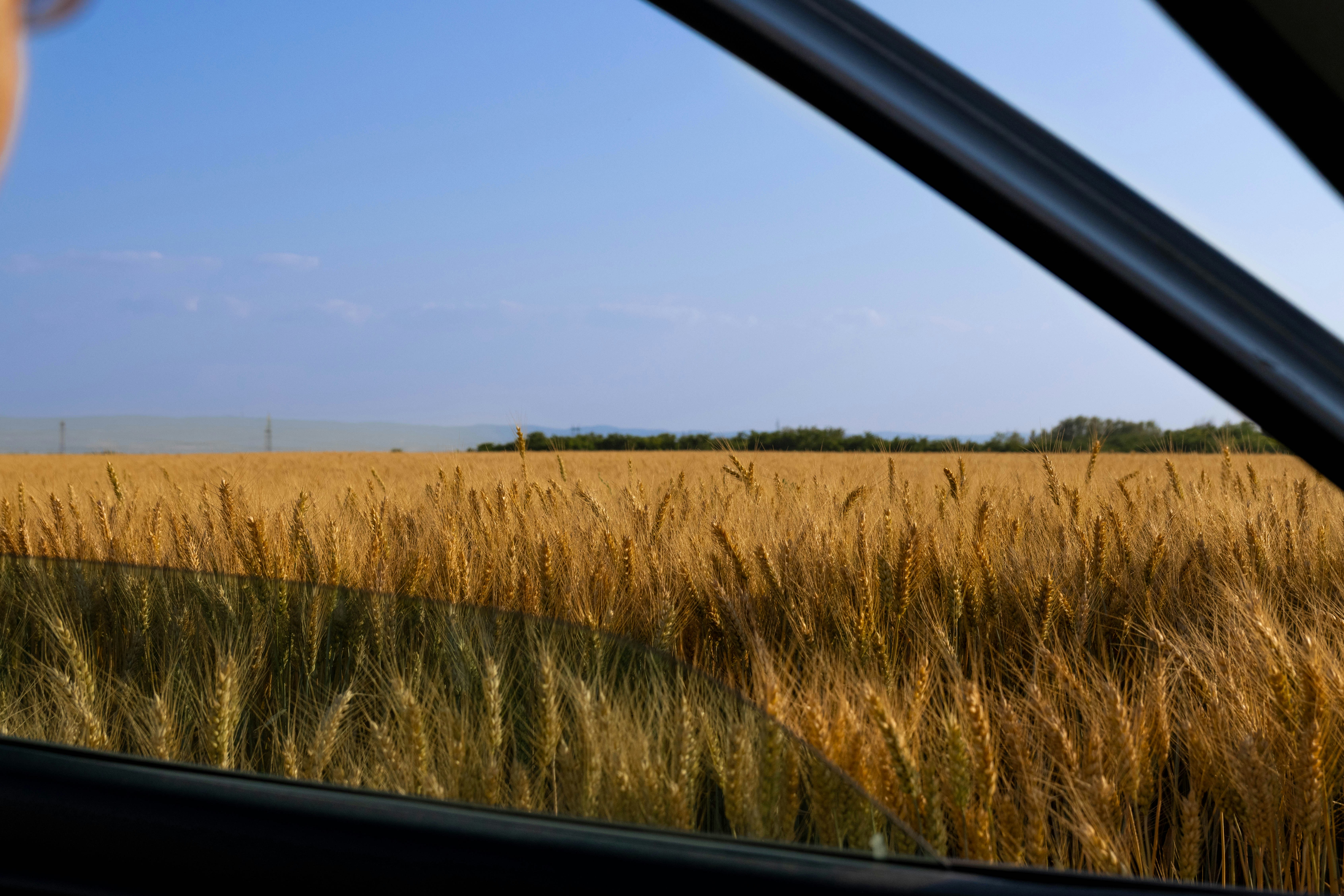 Golden Wheat Field Framed by Car Window Crossbars