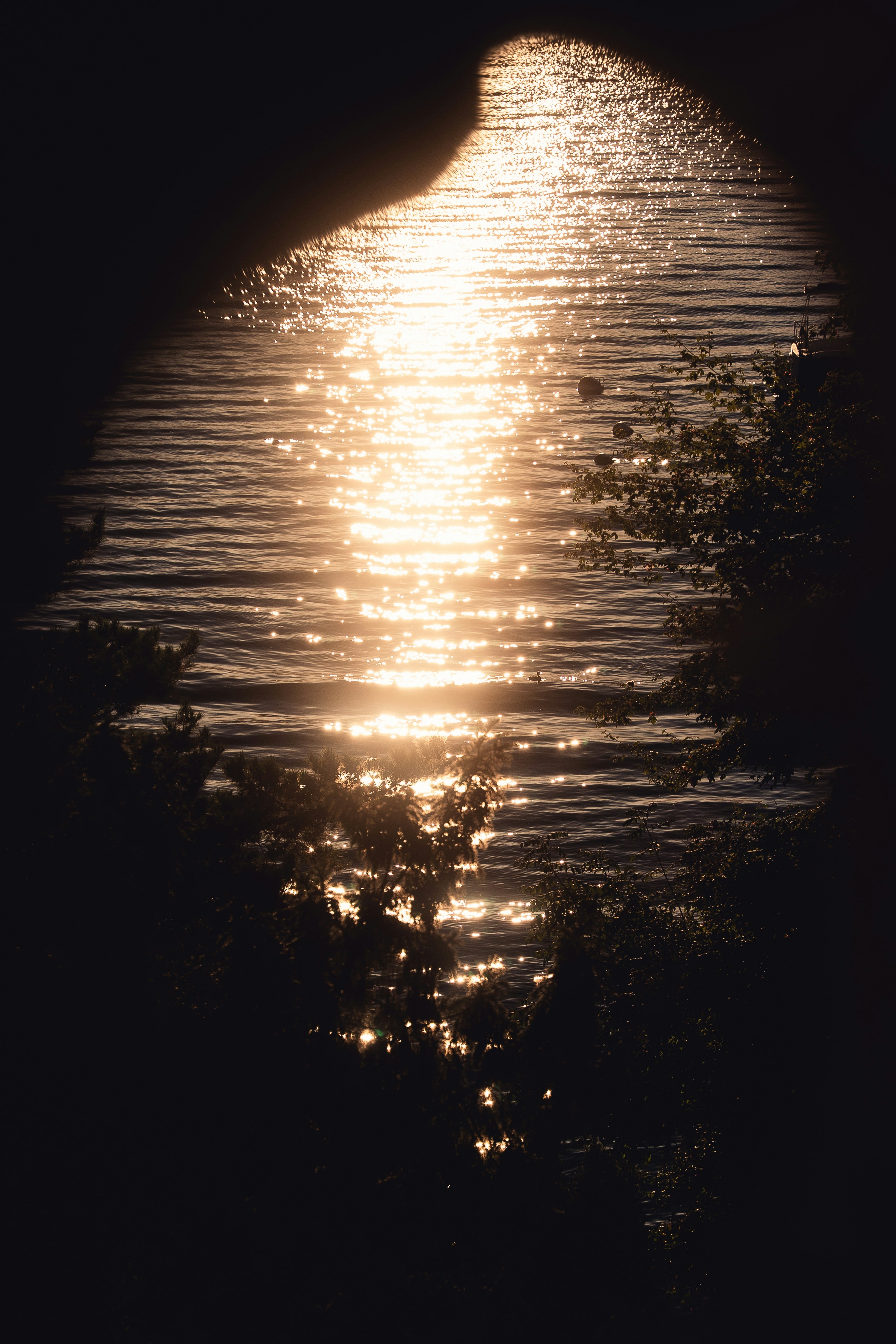 Golden Ripples: Sunlit Path Across Narrow Water