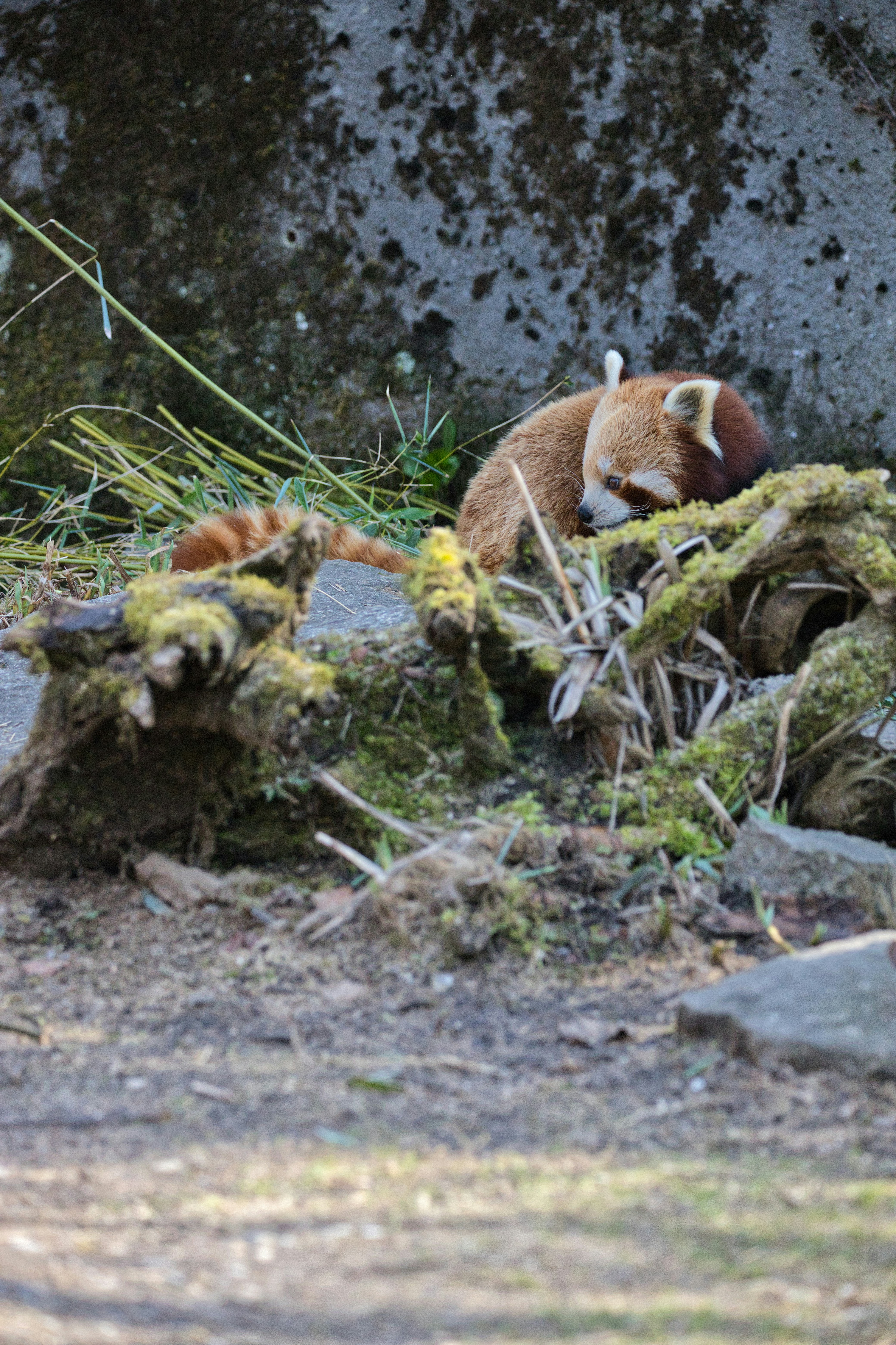 Red panda on a mossy ledge: a quiet moment among fallen branches