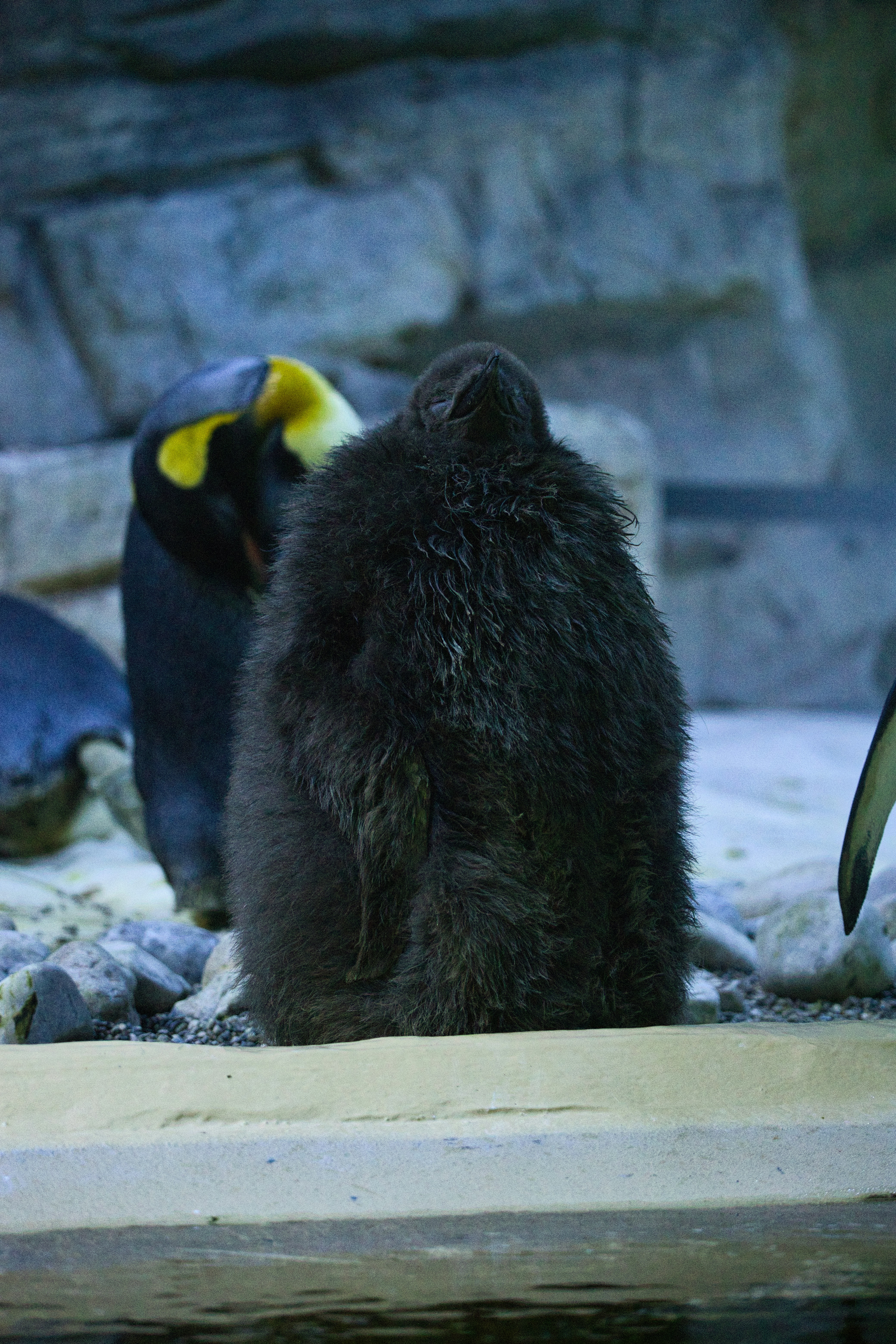 Juvenile Emperor Penguin Gazing Over Pebbled Shore