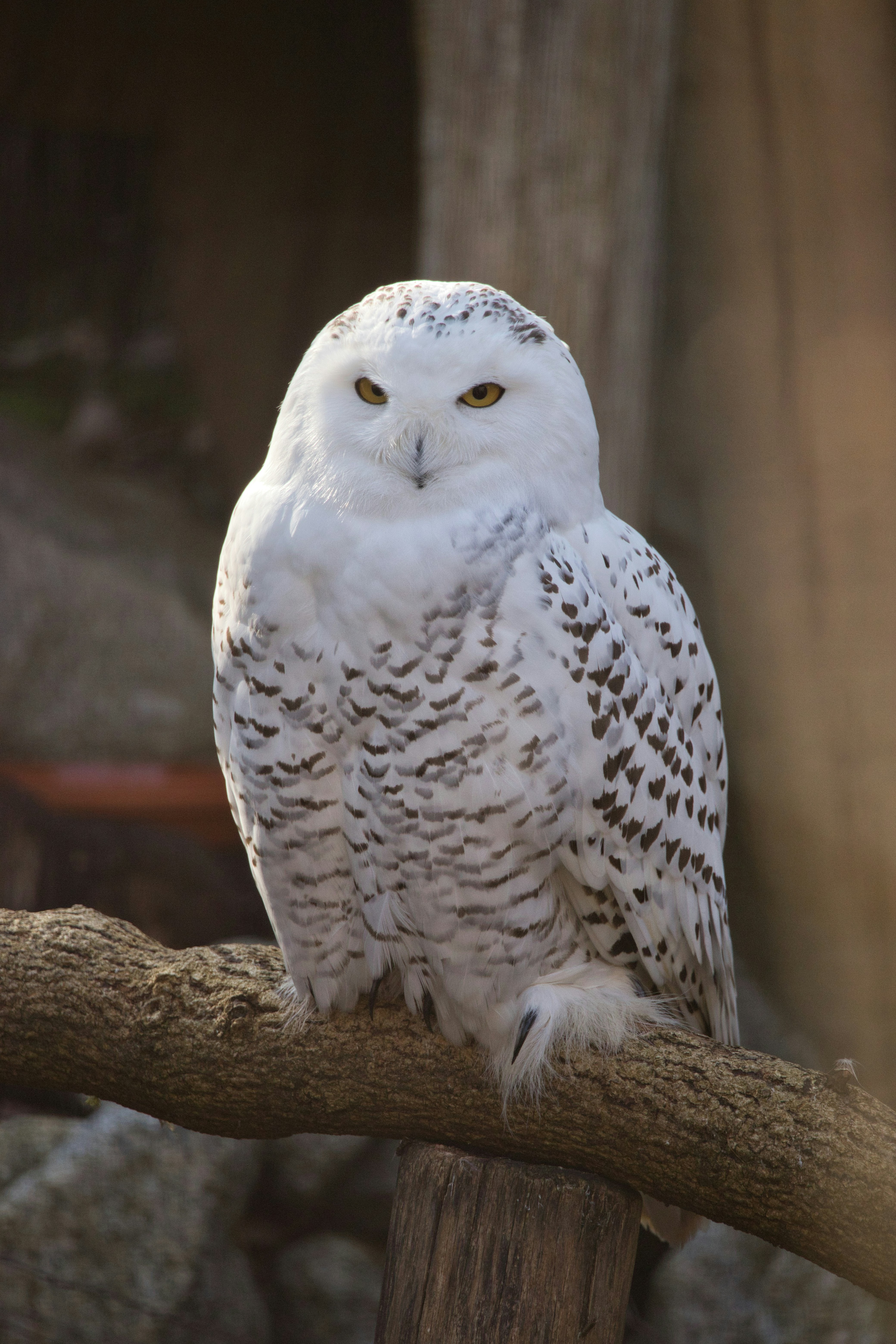 Snowy Snowy Watch: A Snowy Owl Perched on a Branch