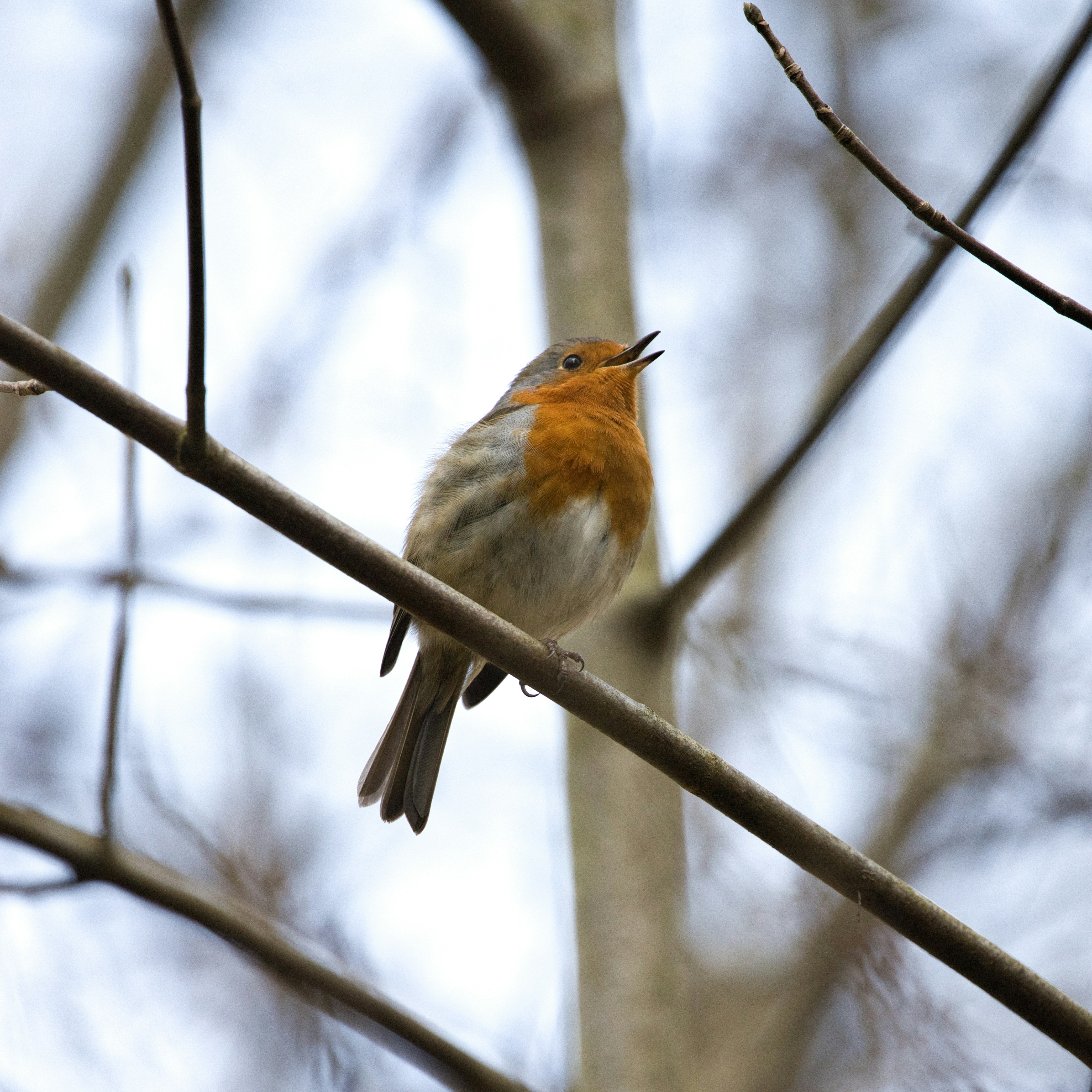 Scarlet Robin on a Diagonal Branch Looking Skyward