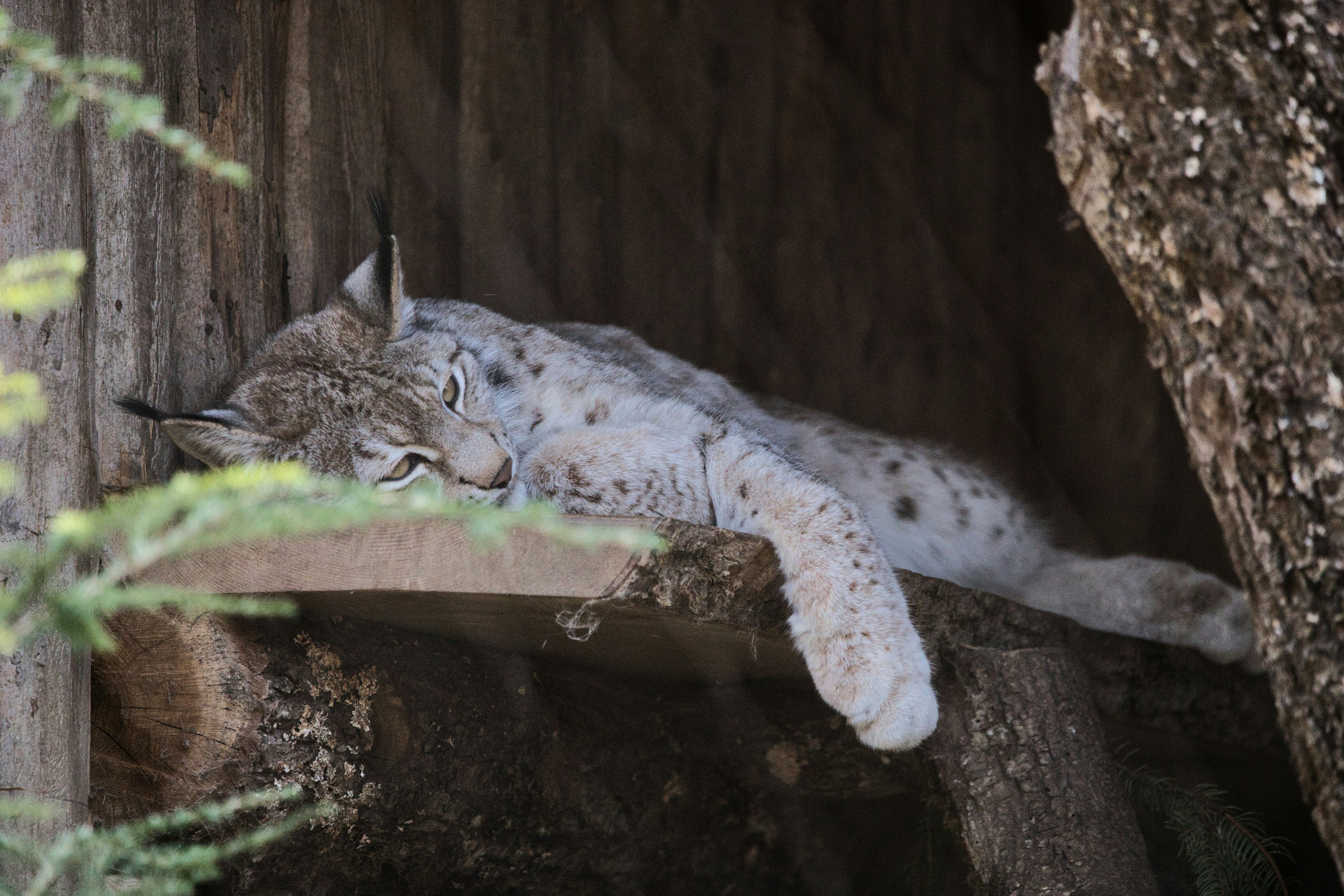 Lynx-weary Feline Rest in a Wooden Hide