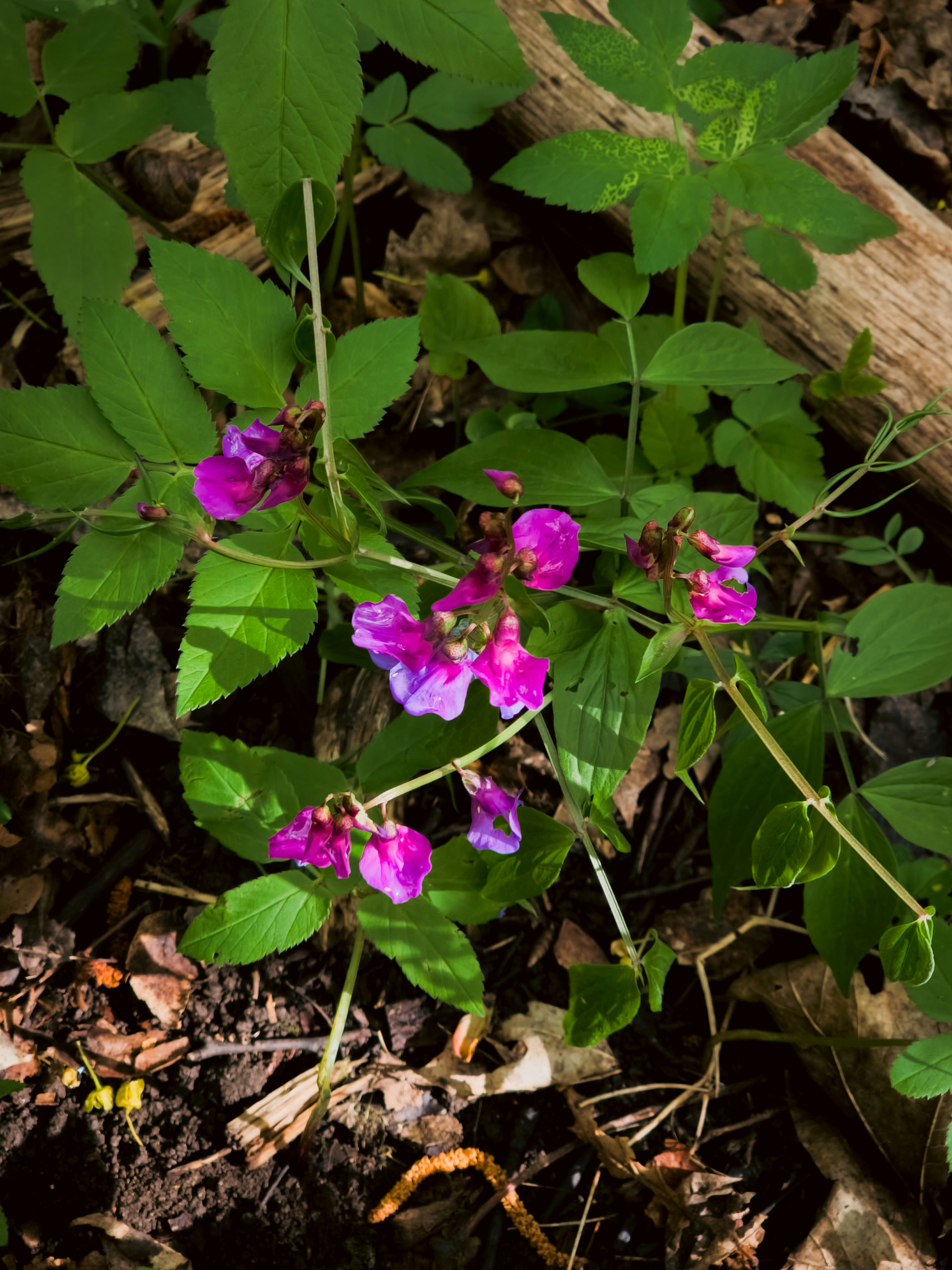 Bright pink flowers with purple hues climb over leaves and twigs, set against a damp forest floor.