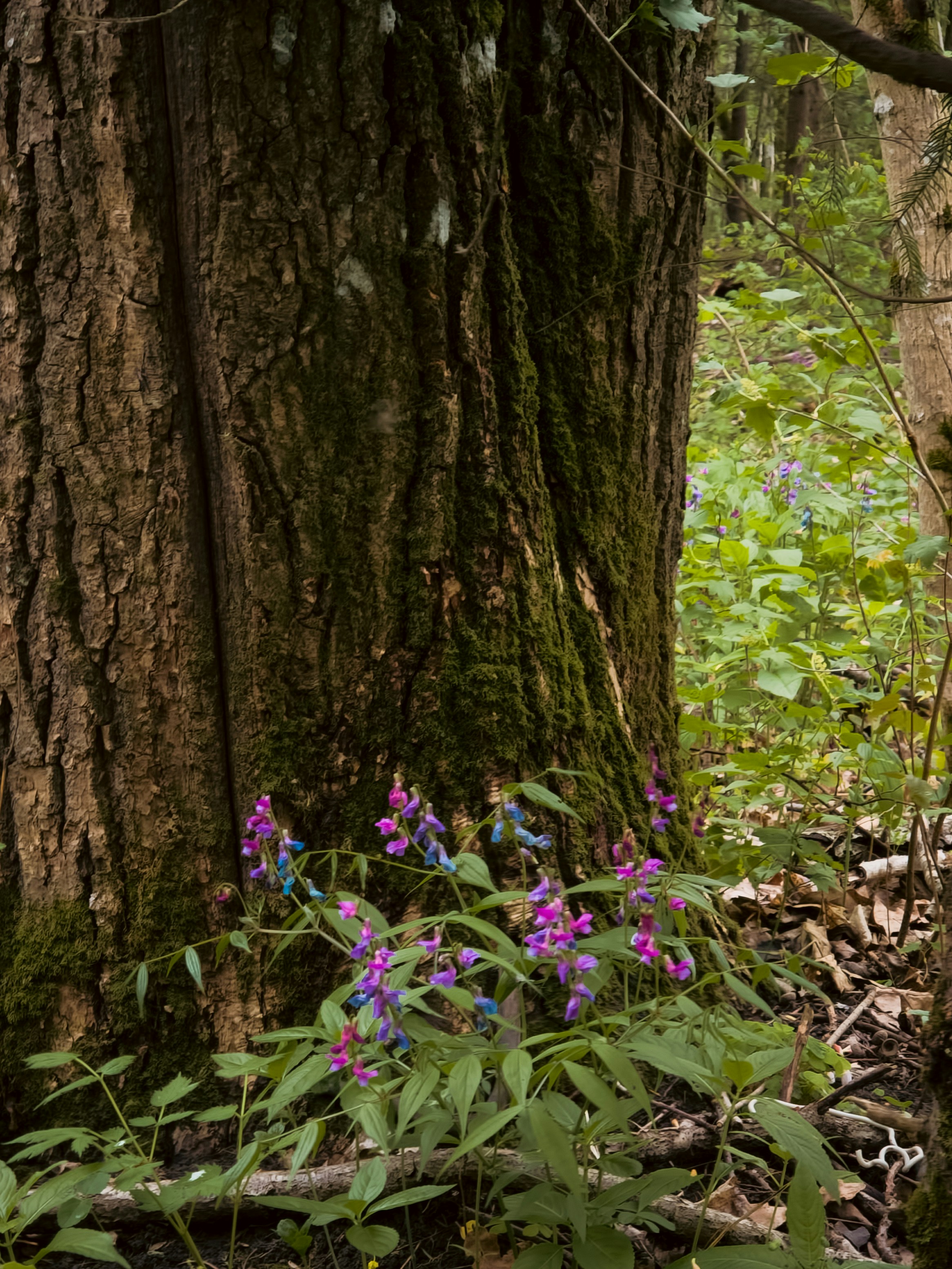 Moss-Clogged Trunk with Purple Wildflowers at Forest Floor
