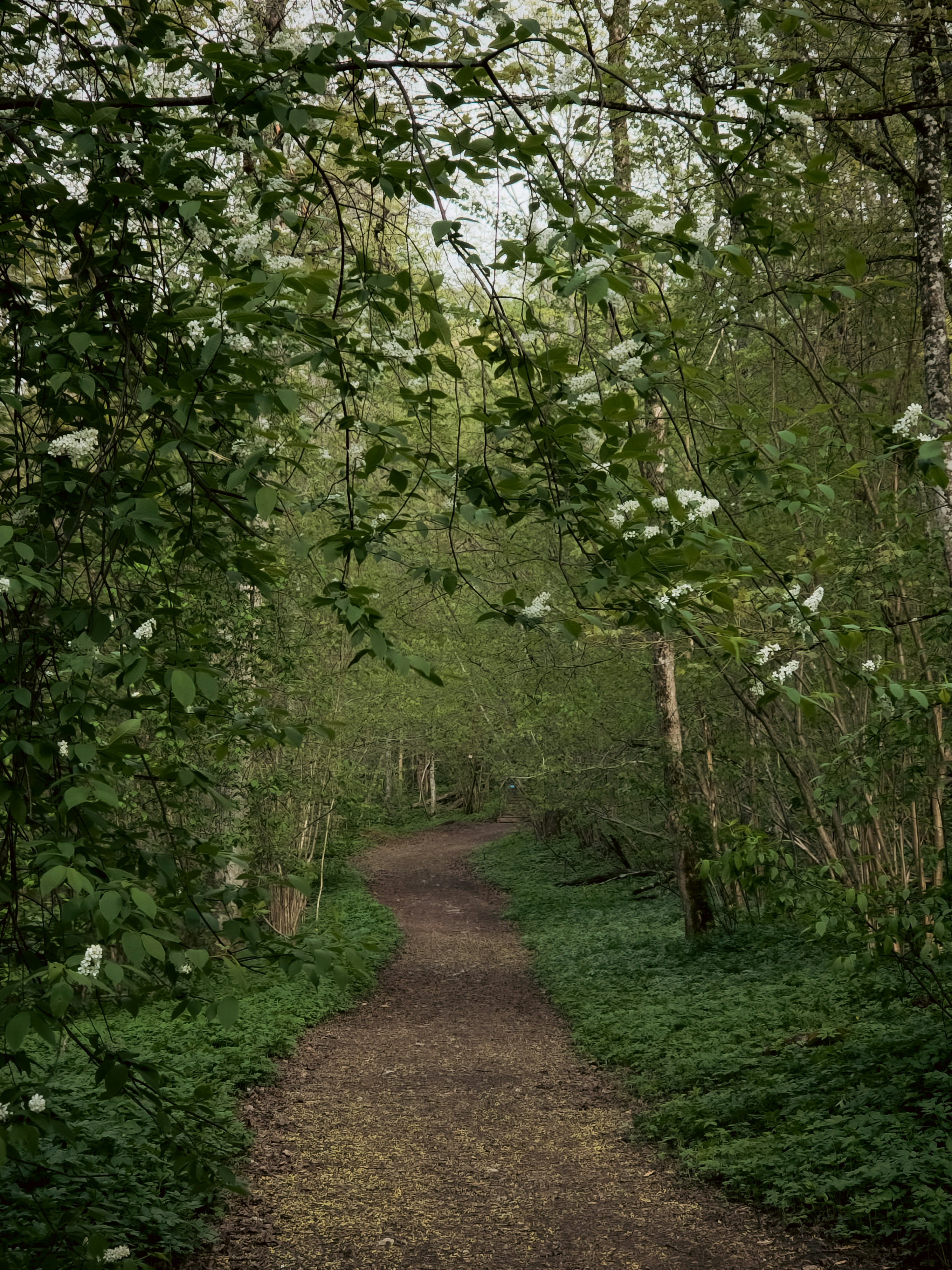 Whispering Trail Through a Canopy of White Blossoms