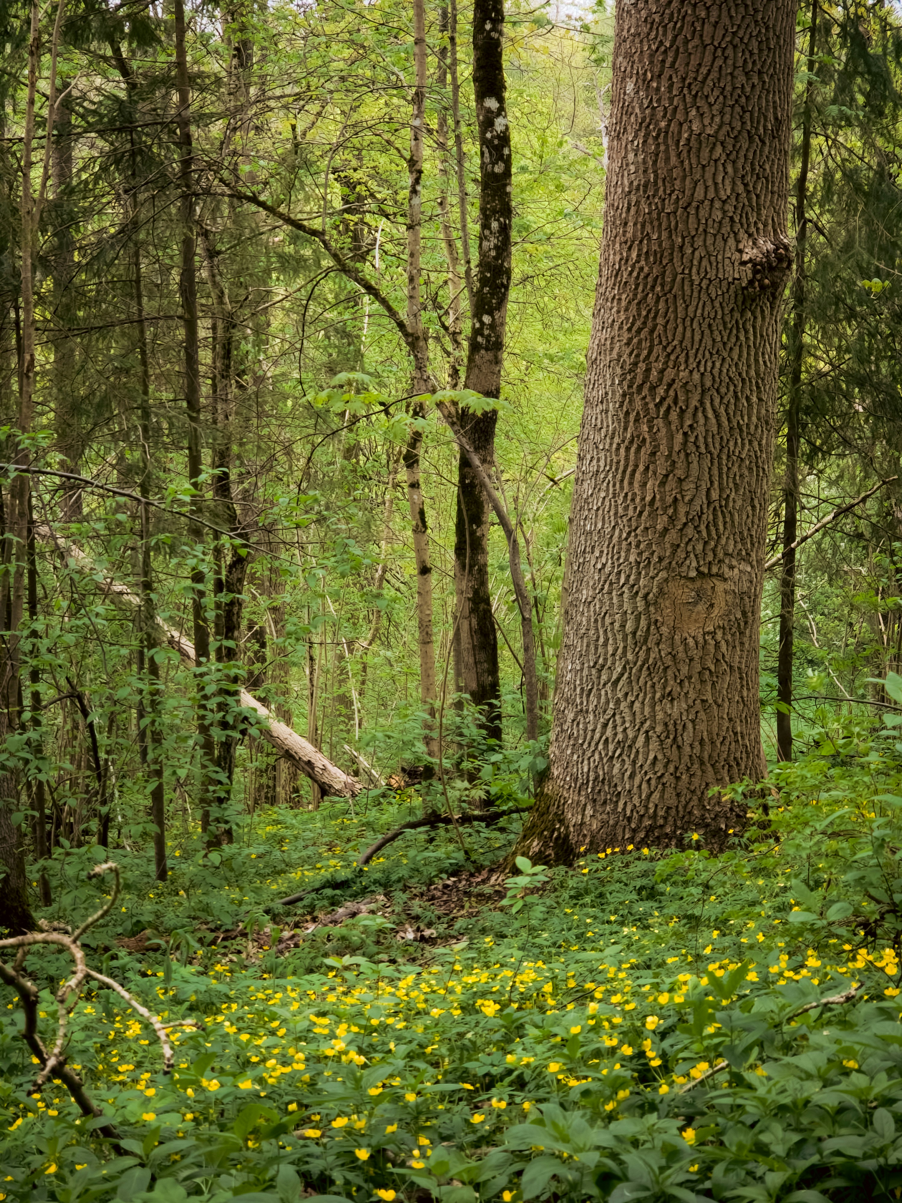 Majestic Oak Guarding a Meadow of Golden Wildflowers