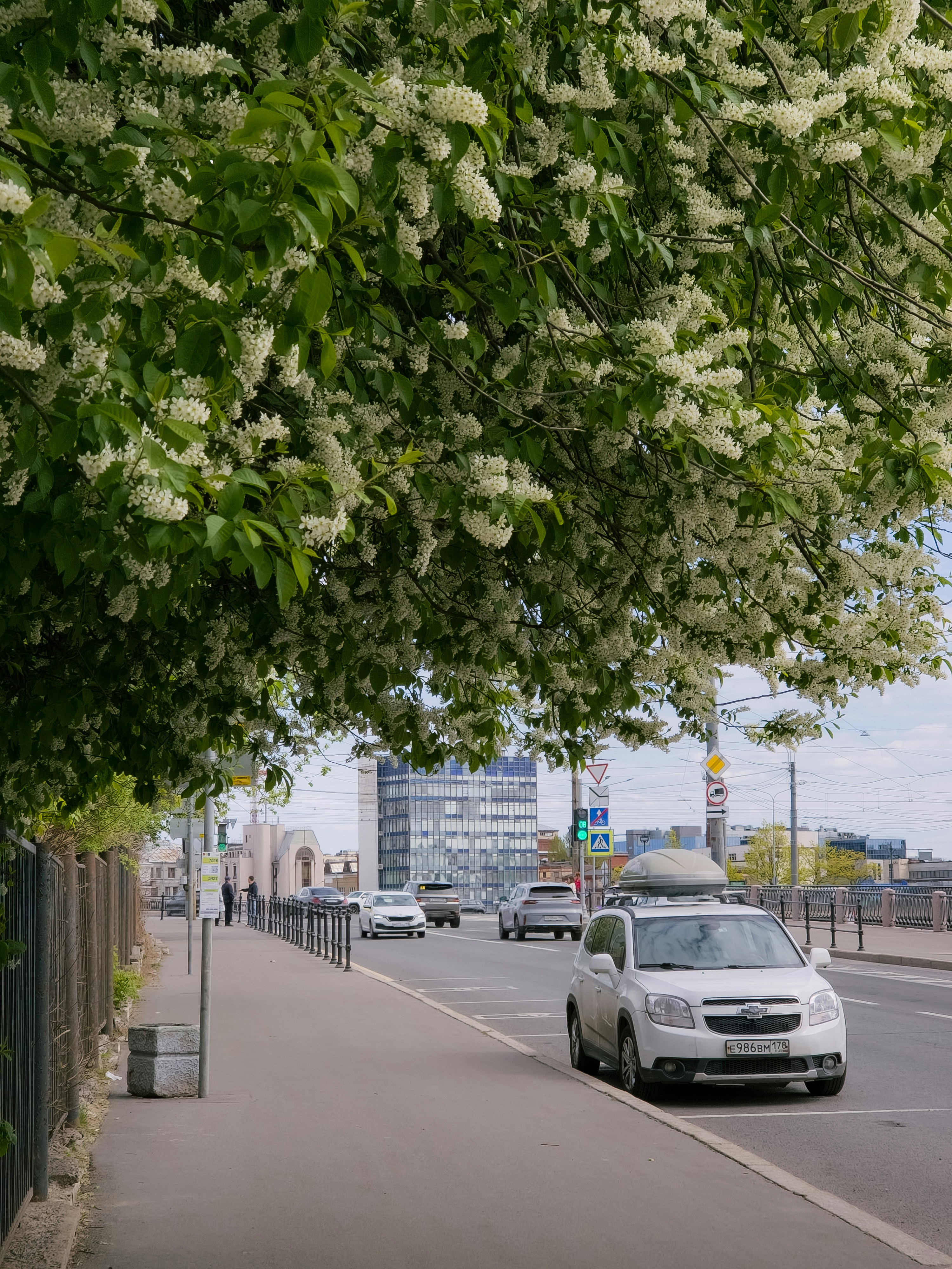Urban canopy: blossoms over the street as traffic glides by